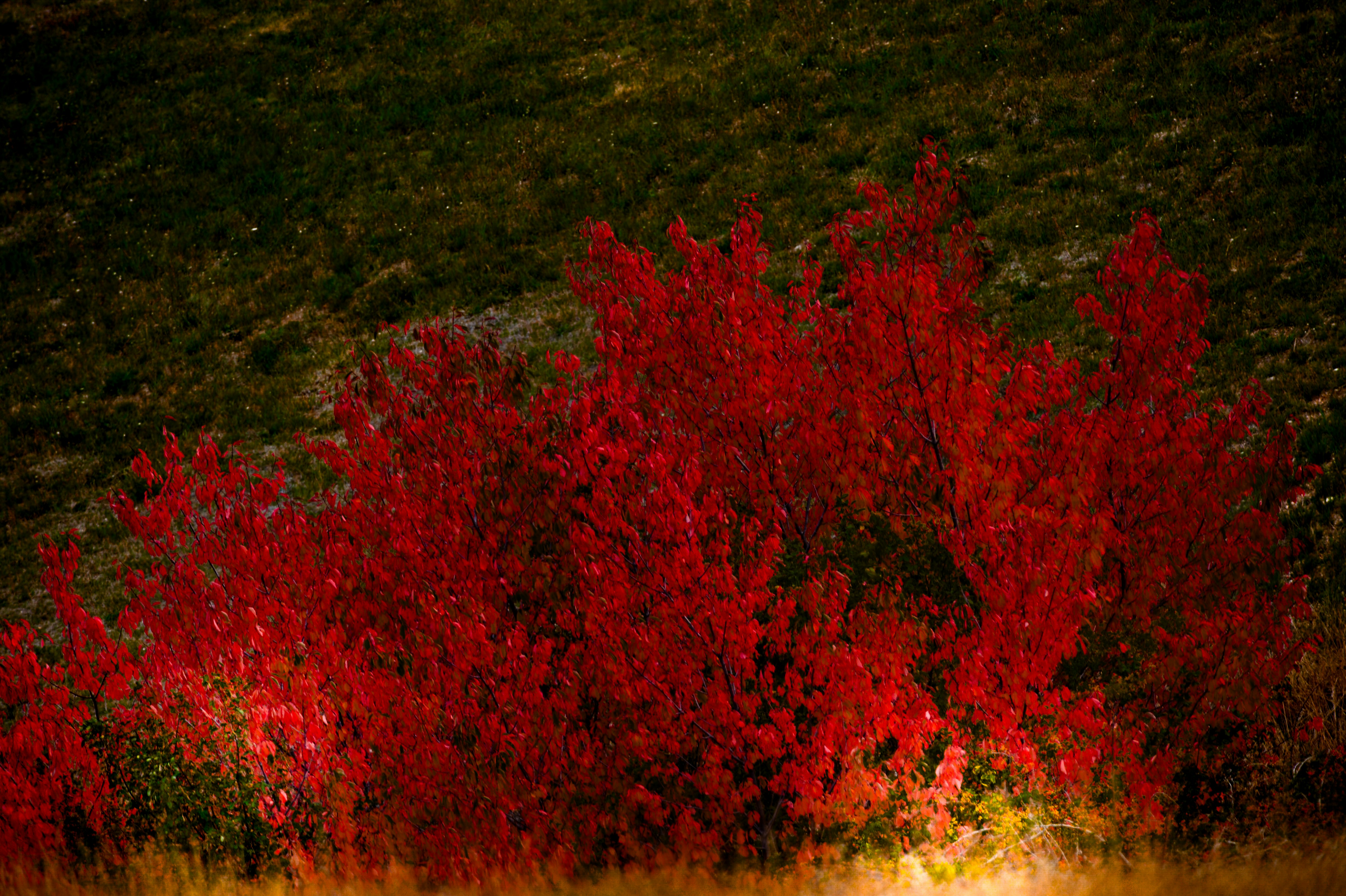 Bright red bush stands out against green grass. photo – Free Italia ...
