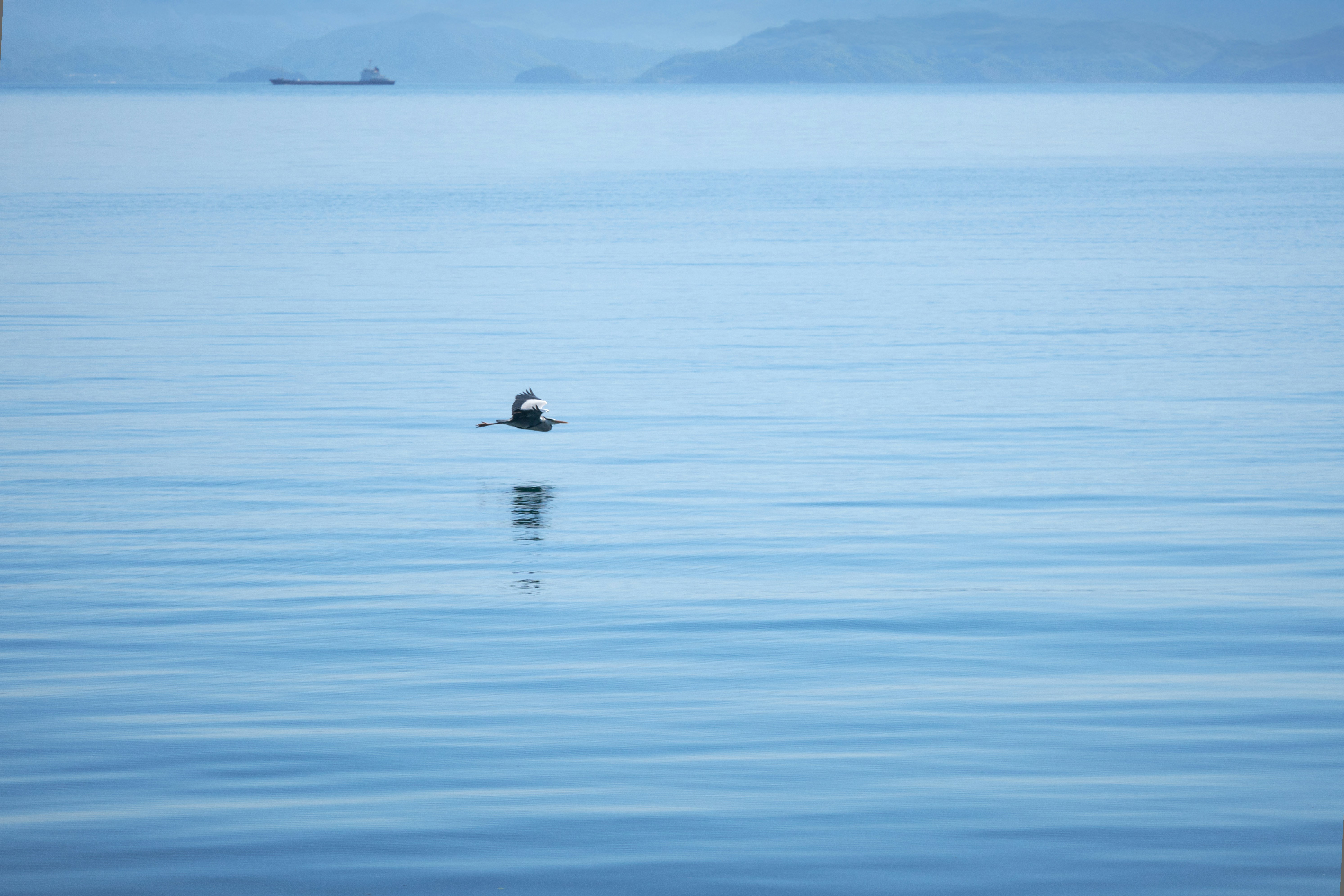 A bird floats alone on a tranquil, blue sea. photo – Free Image on Unsplash