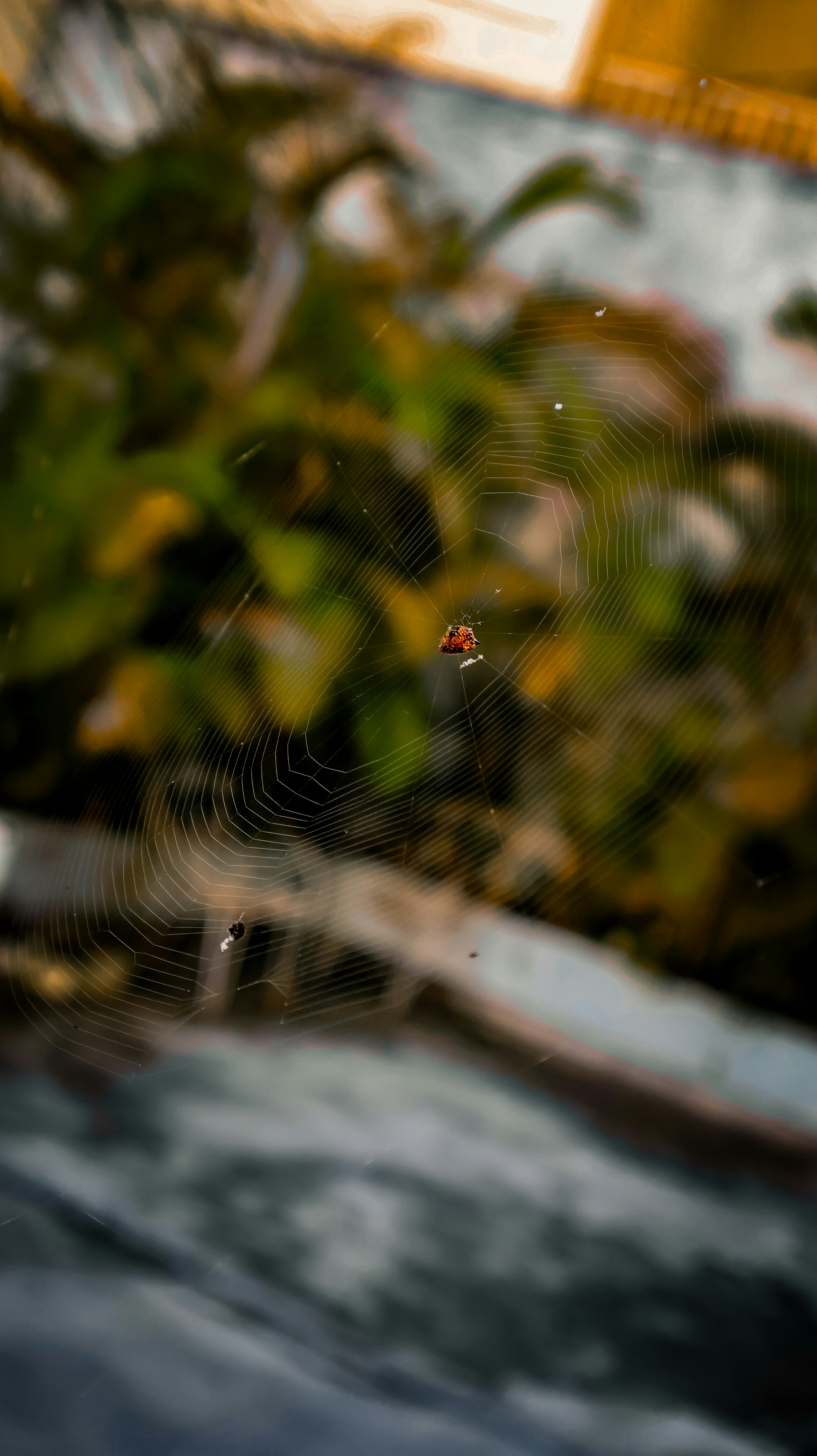 Center Stage: Tiny Orange Orb-Weaver on a Spider Web