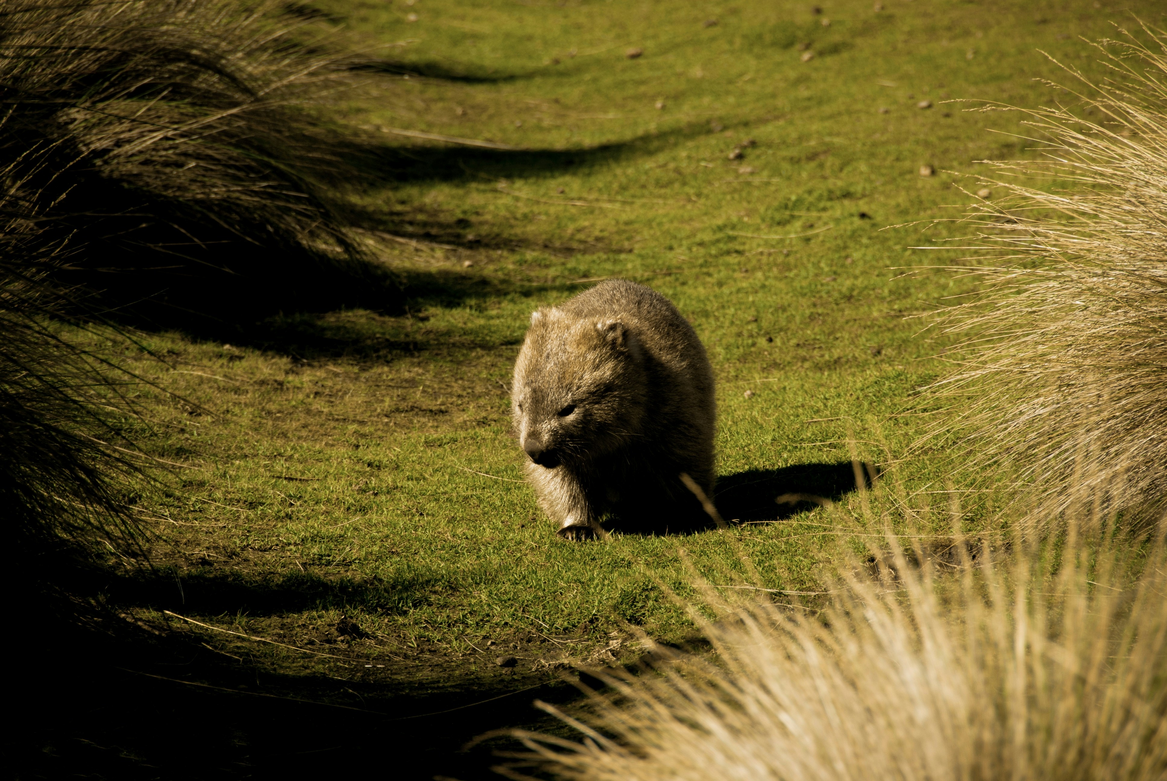 One of the locals wondering around.