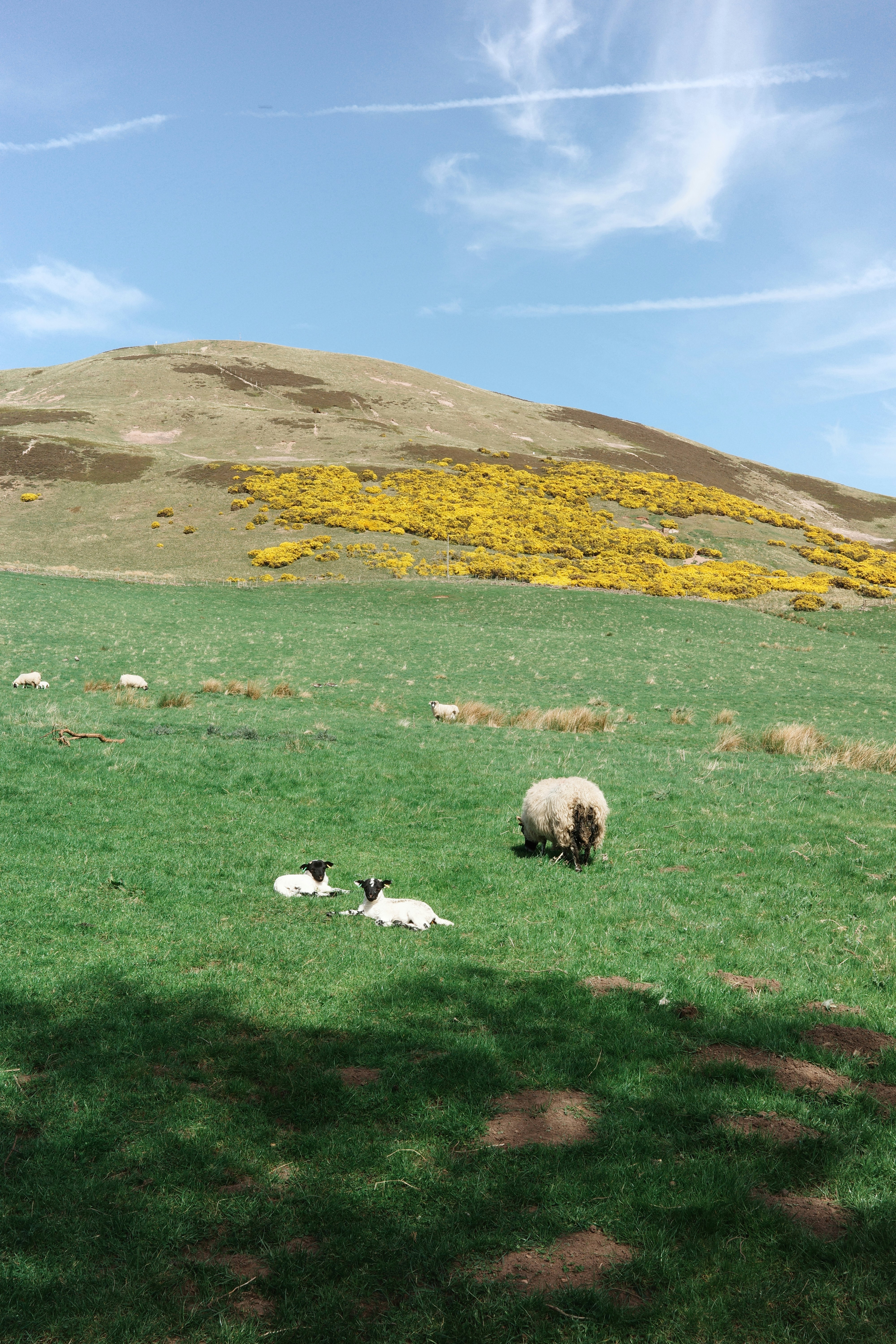 Serenity on the Pasture: A Day in the Life of Grazing Sheep