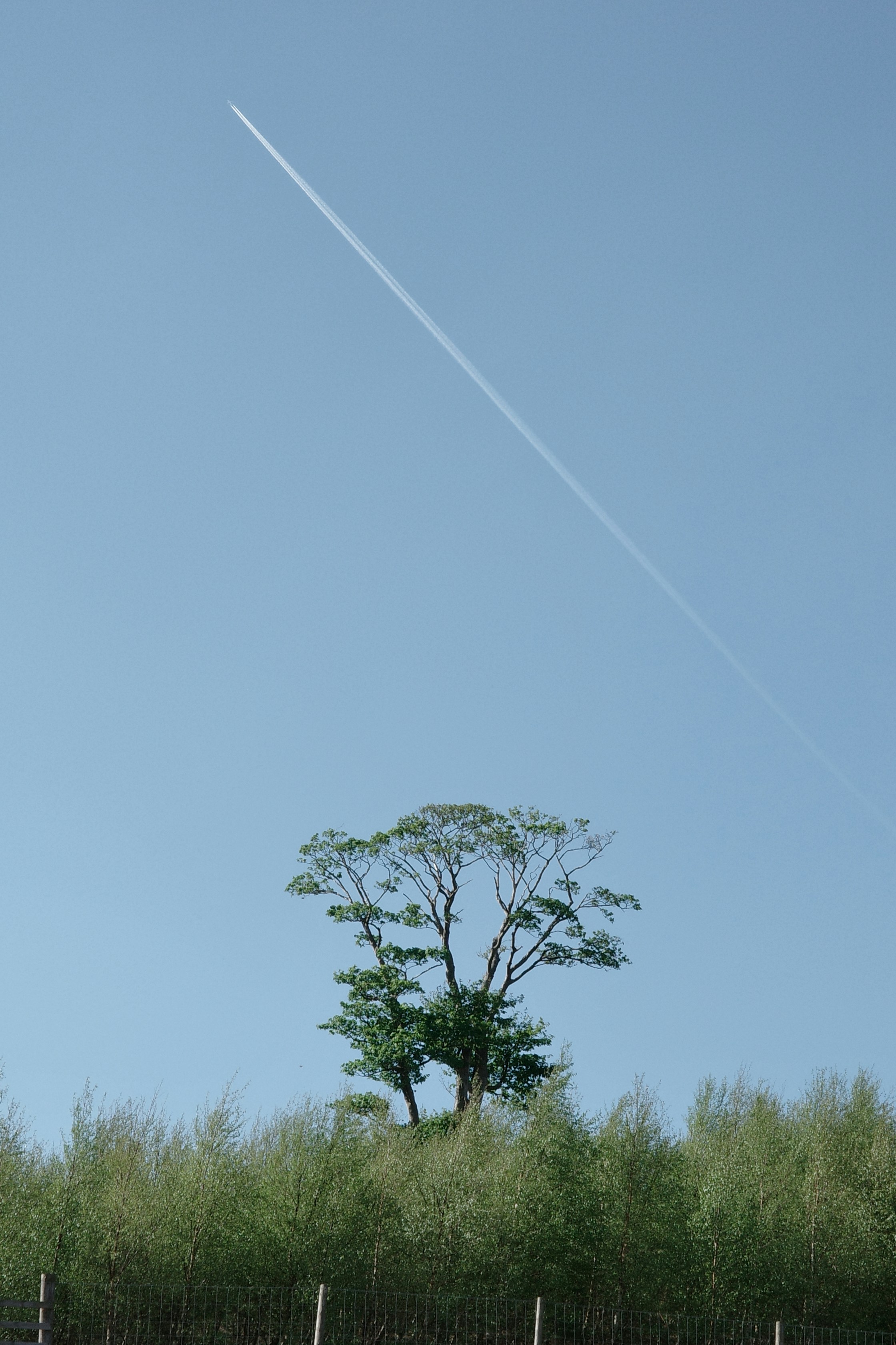 A tree stands under a jet's vapor trail. photo – Free Blue Image on ...