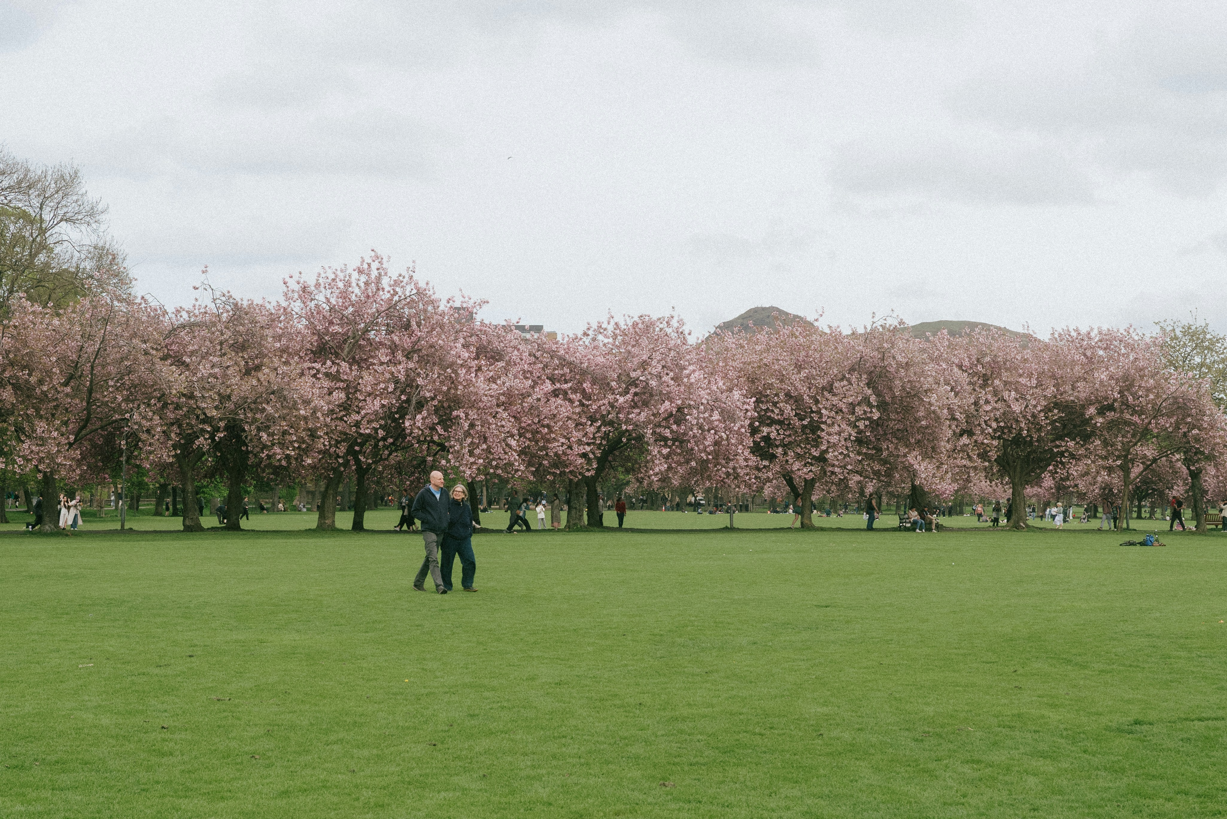 Pastel Orchard Stroll Under Cherry Blossom Arches