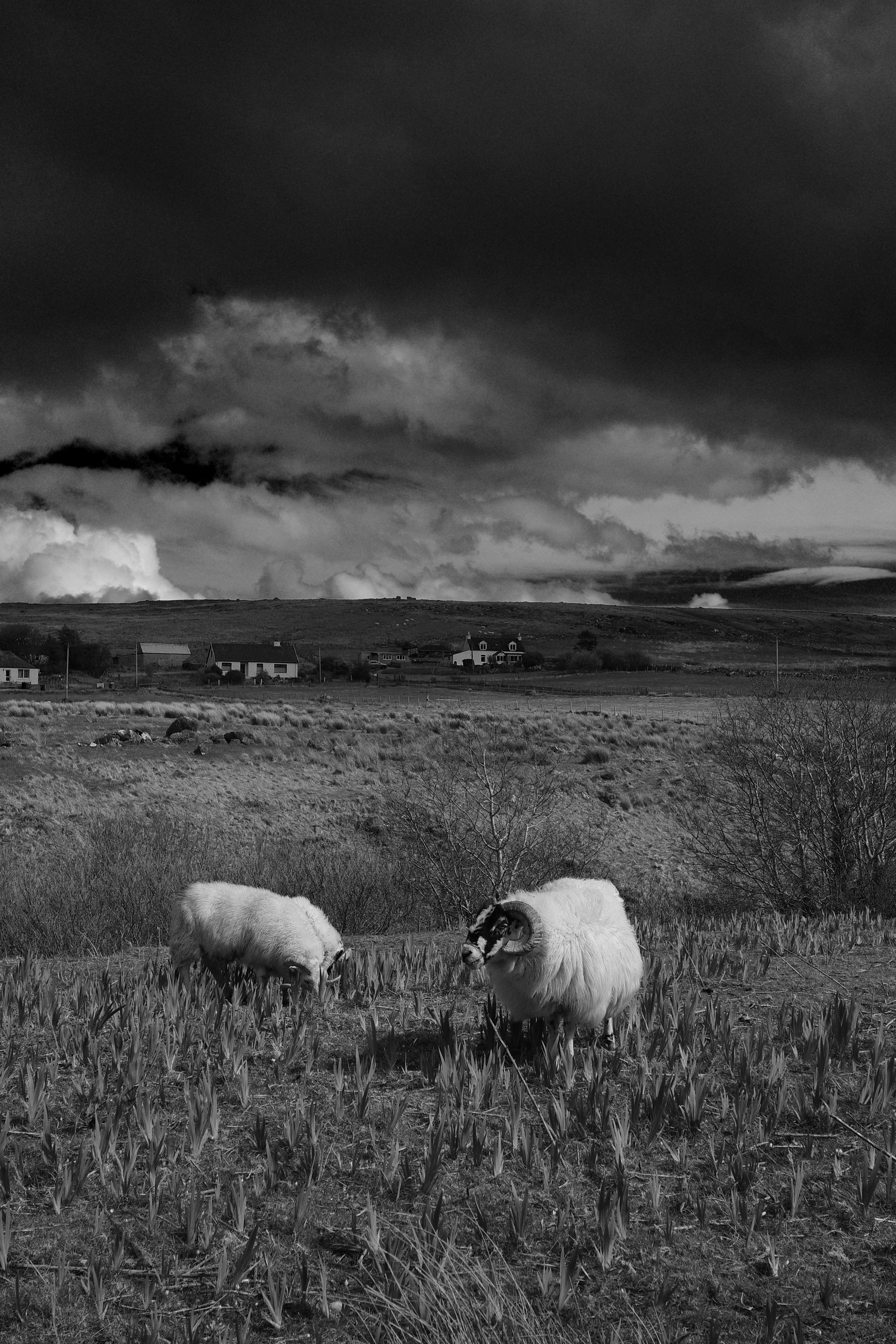 Sheep graze under a dramatic, cloudy sky. photo – Free Land Image on ...