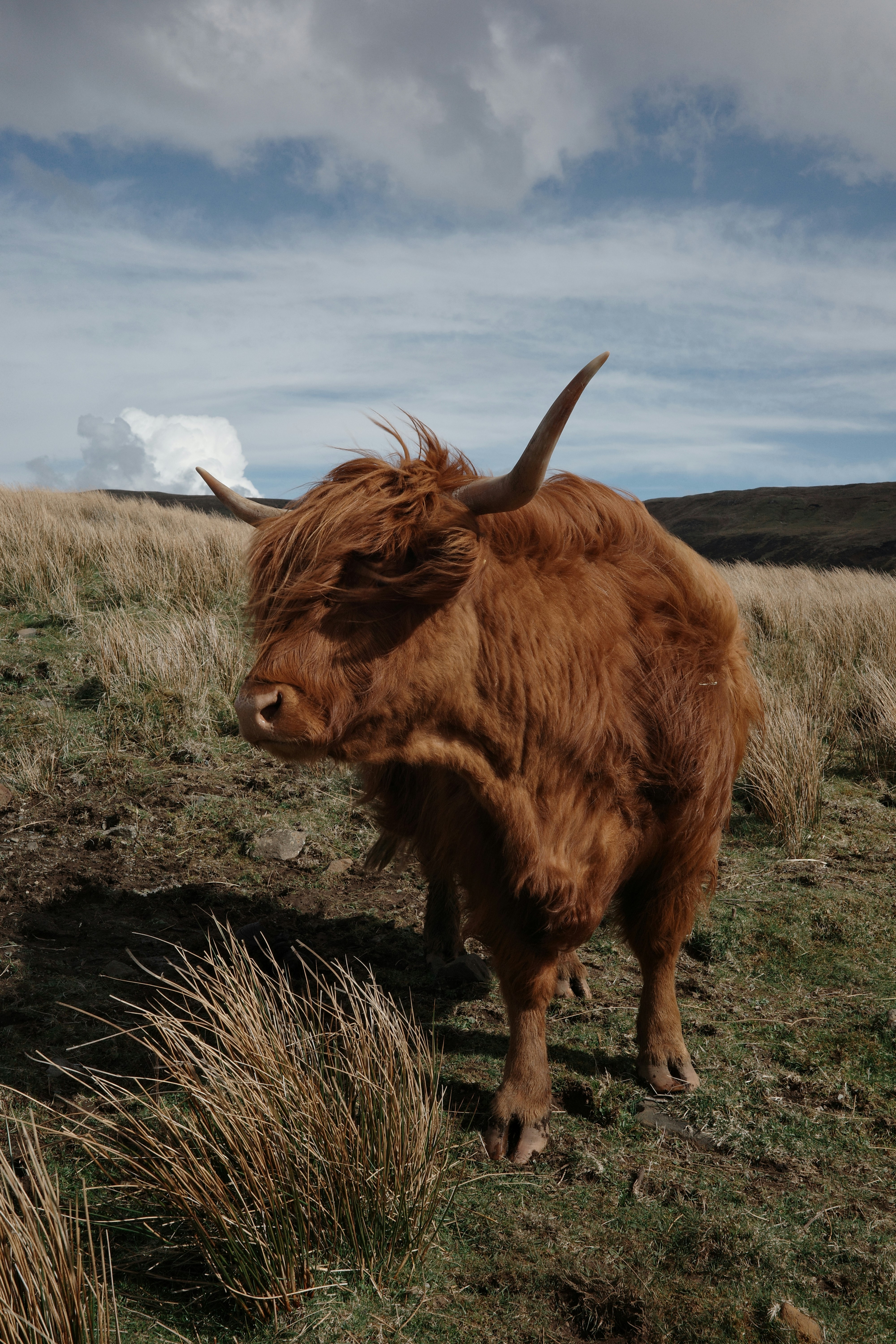 Bronzed Highlander Amid Wind-Swept Grassland Under a Vast Sky
