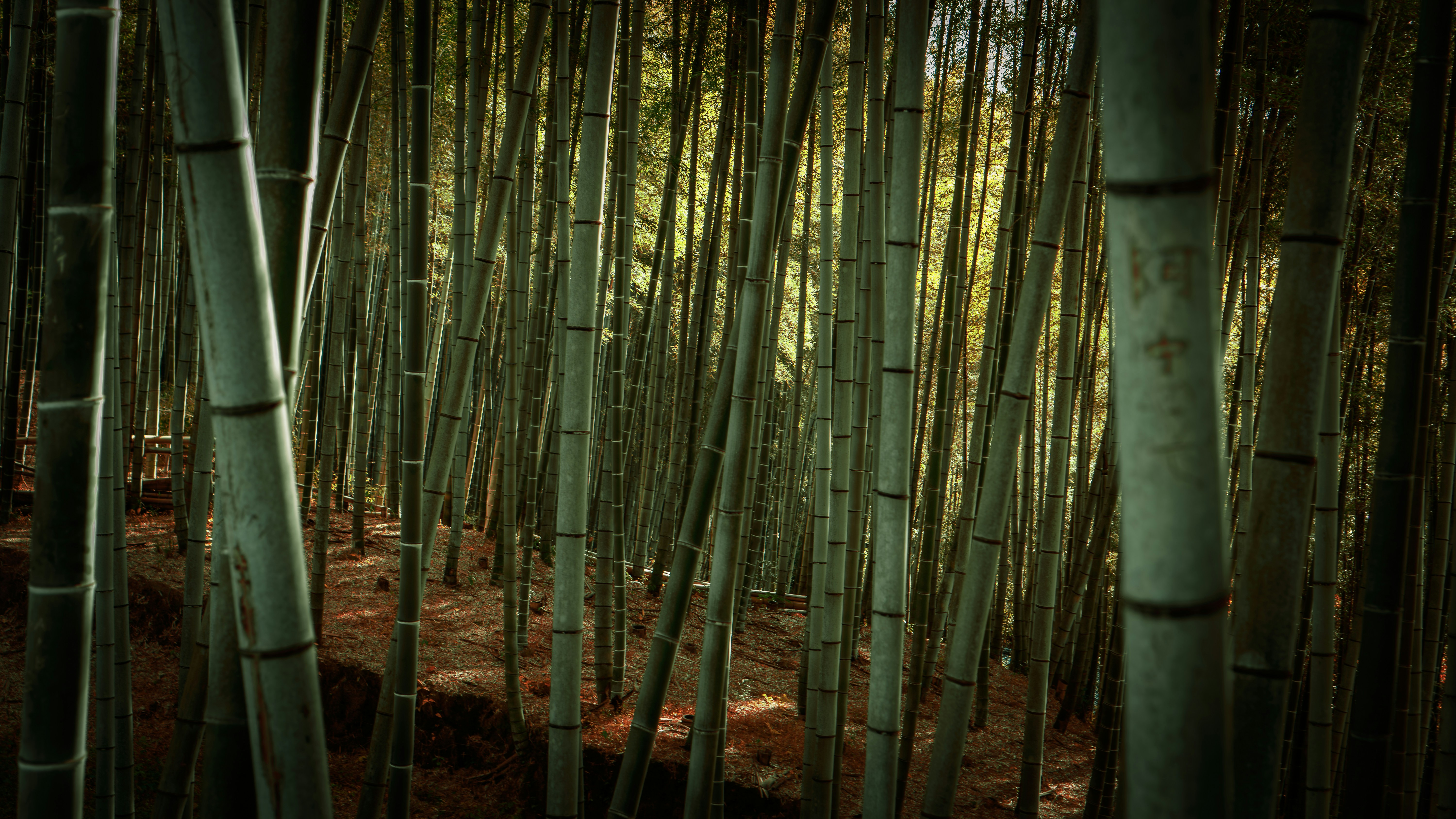 Sunlit Gaps Through a Bamboo Corridor: Quiet Light Between Green Columns