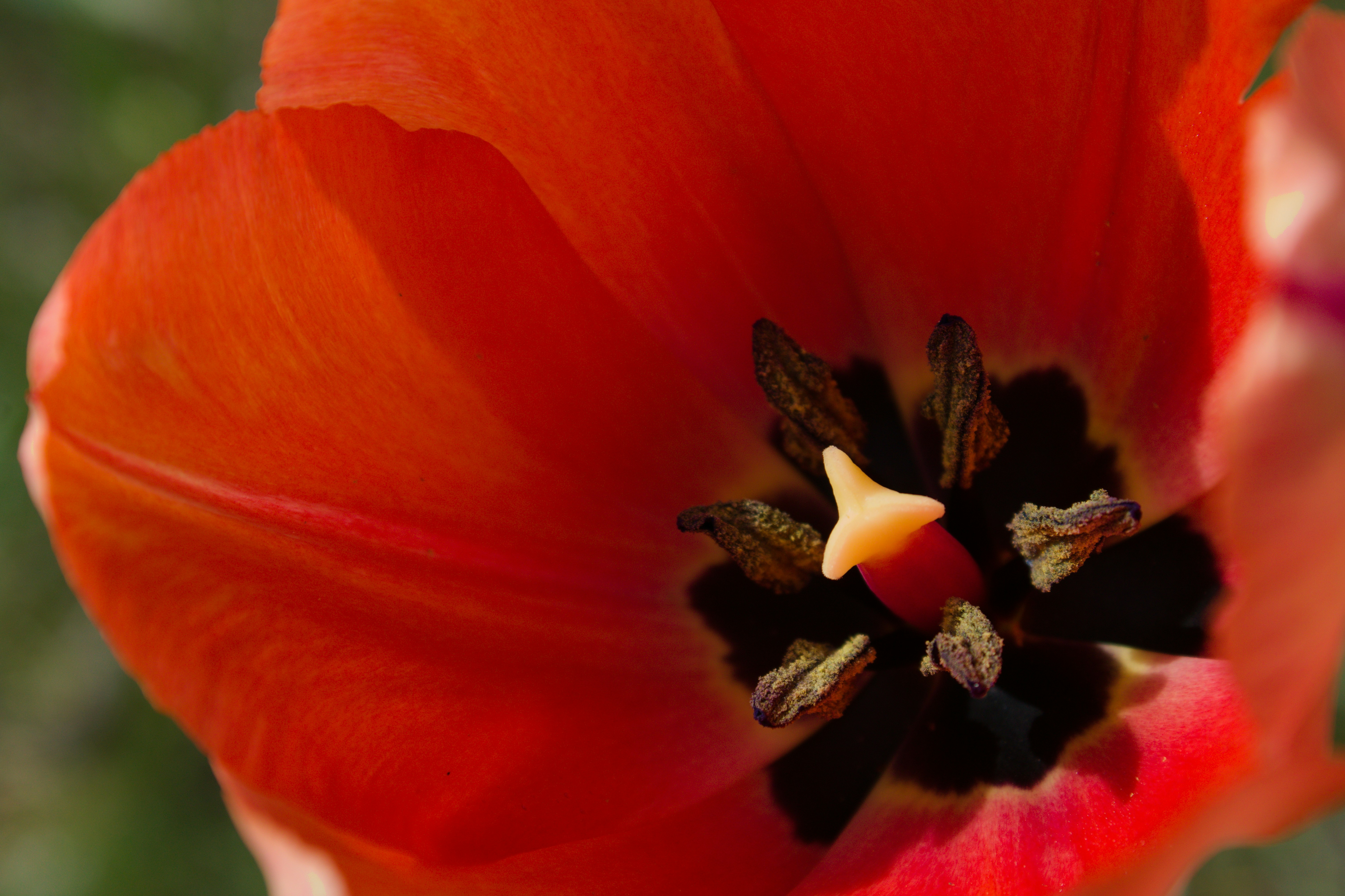 Tulip - what's inside?