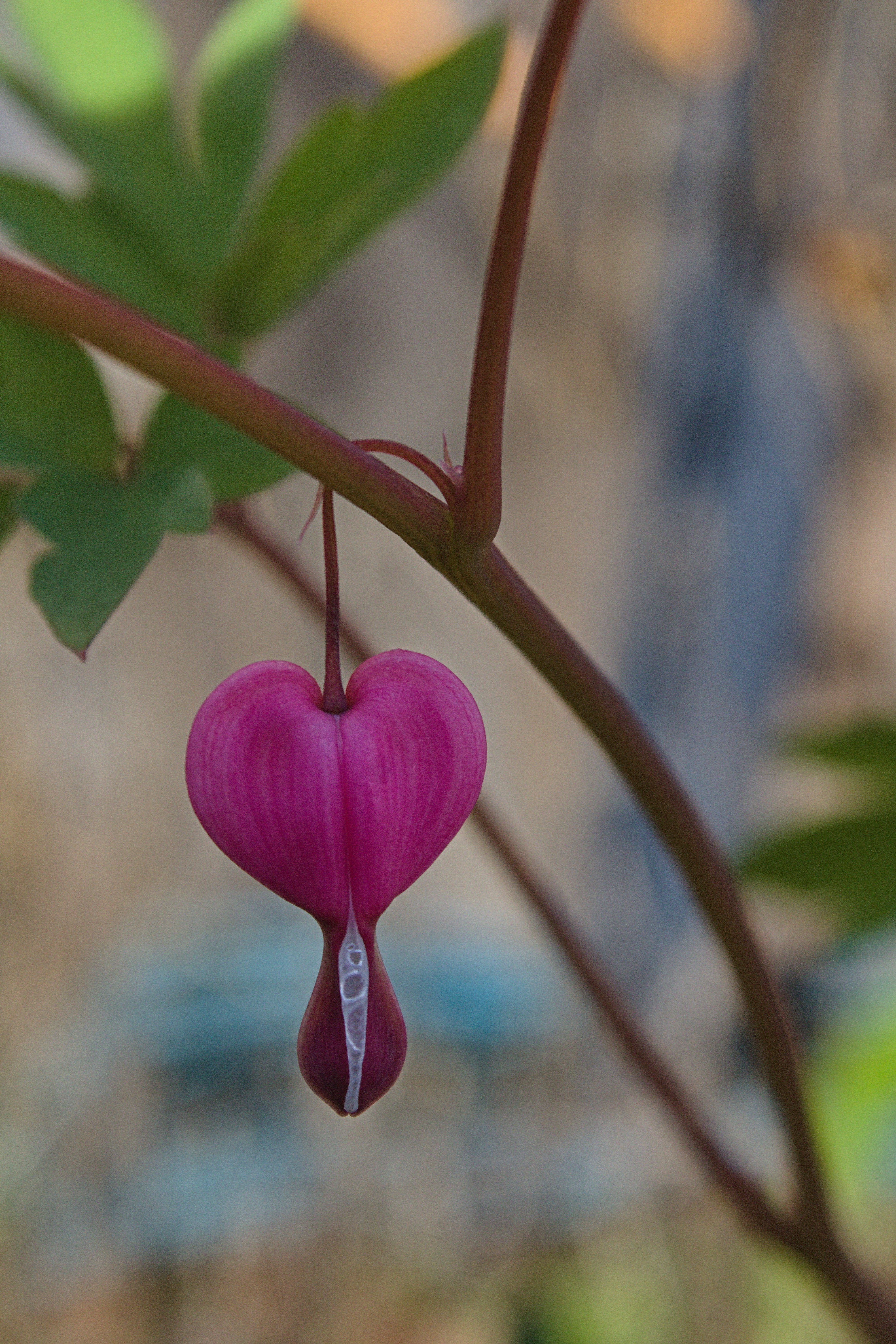 Pink Heartflower on a Curved Stem in Soft-Focus Garden Light
