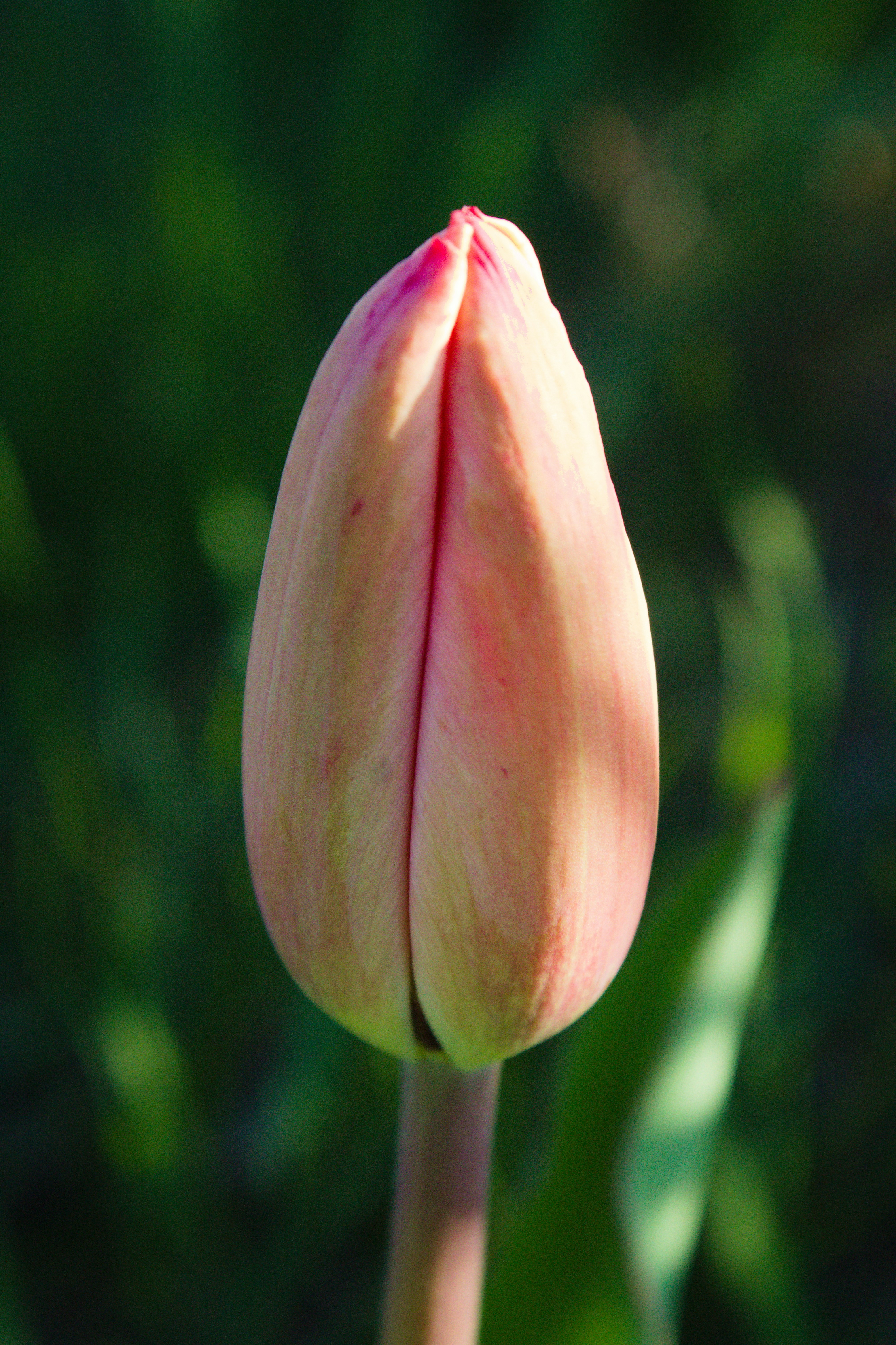 Blush Tulip Bud in Early Light: a Quiet Prelude to Bloom