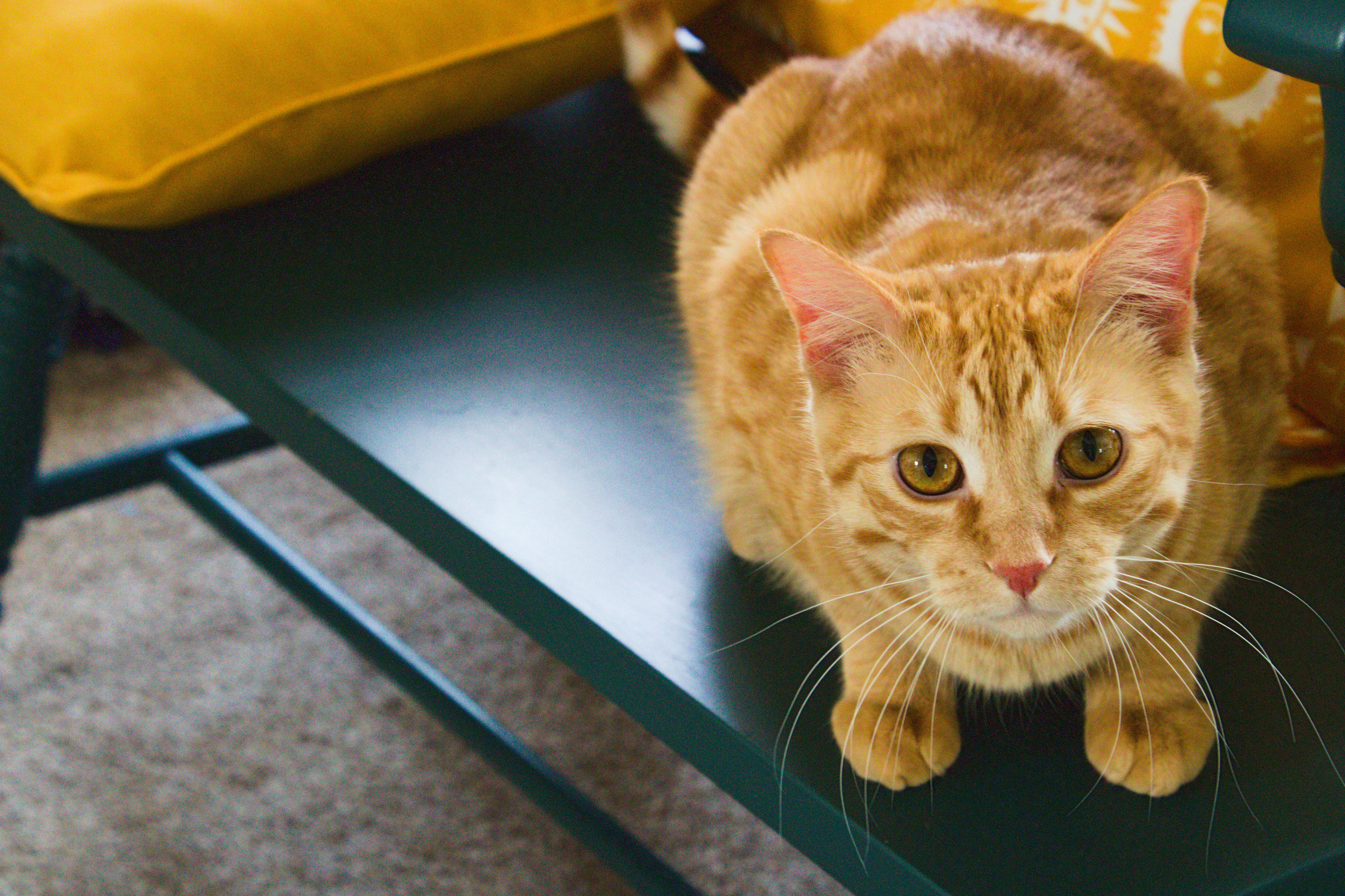 Ginger cat perched on a green rocking chair, surrounded by vibrant yellow cushions.
