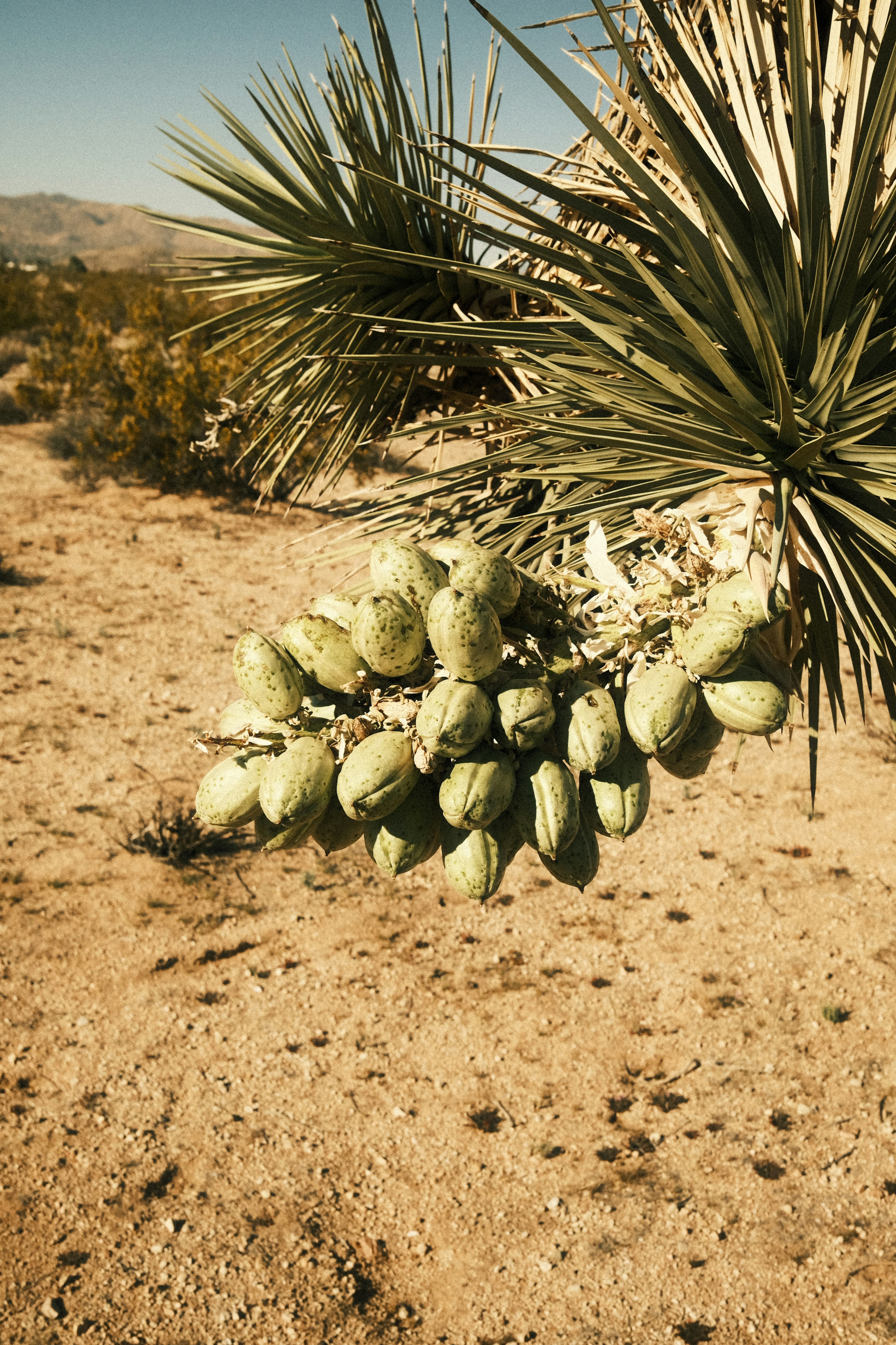 Desert Yucca Draped with Prickly Pears in Warm Afternoon Light