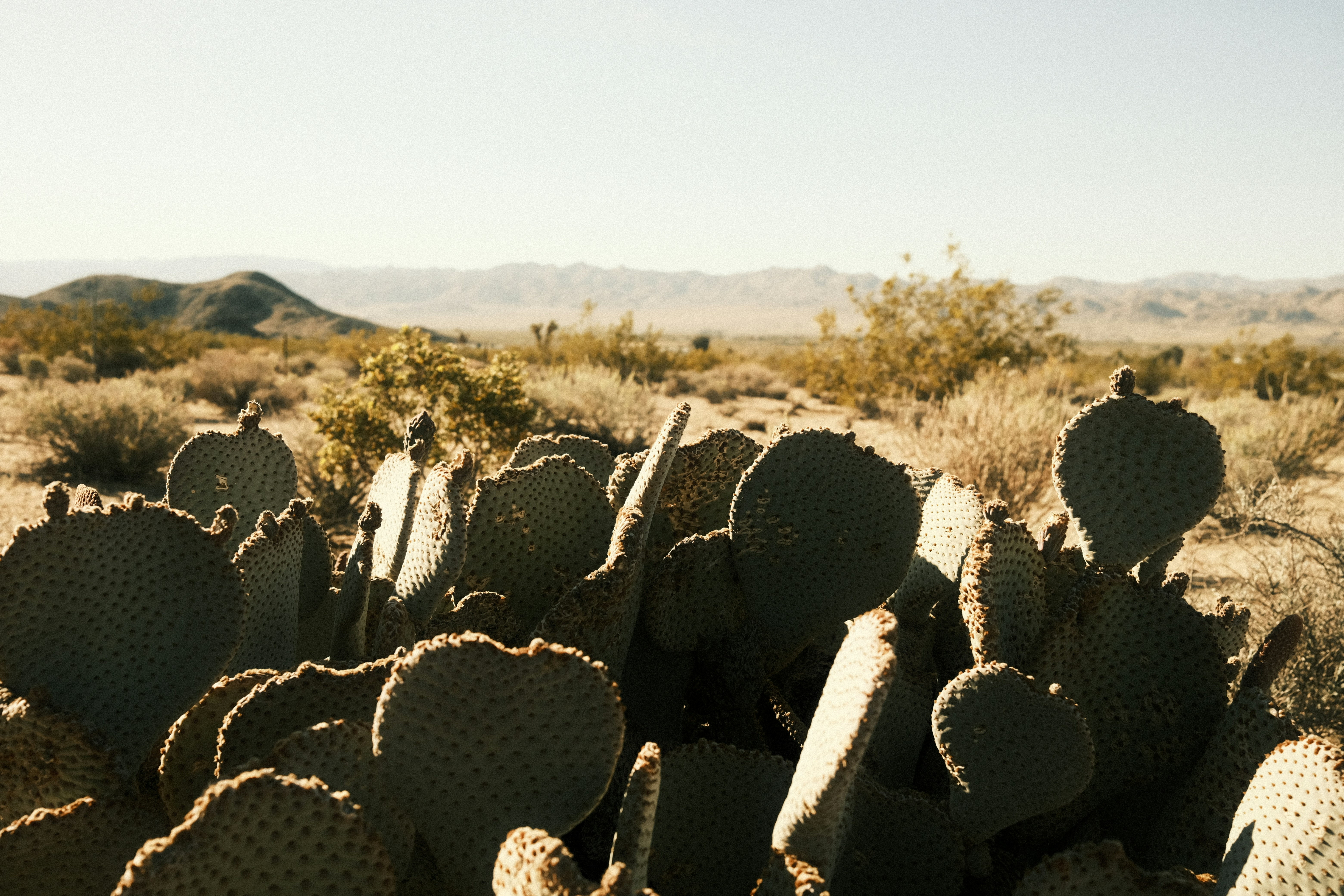 El nopal prospera en un paisaje desértico. foto – Imagen gratuita en ...