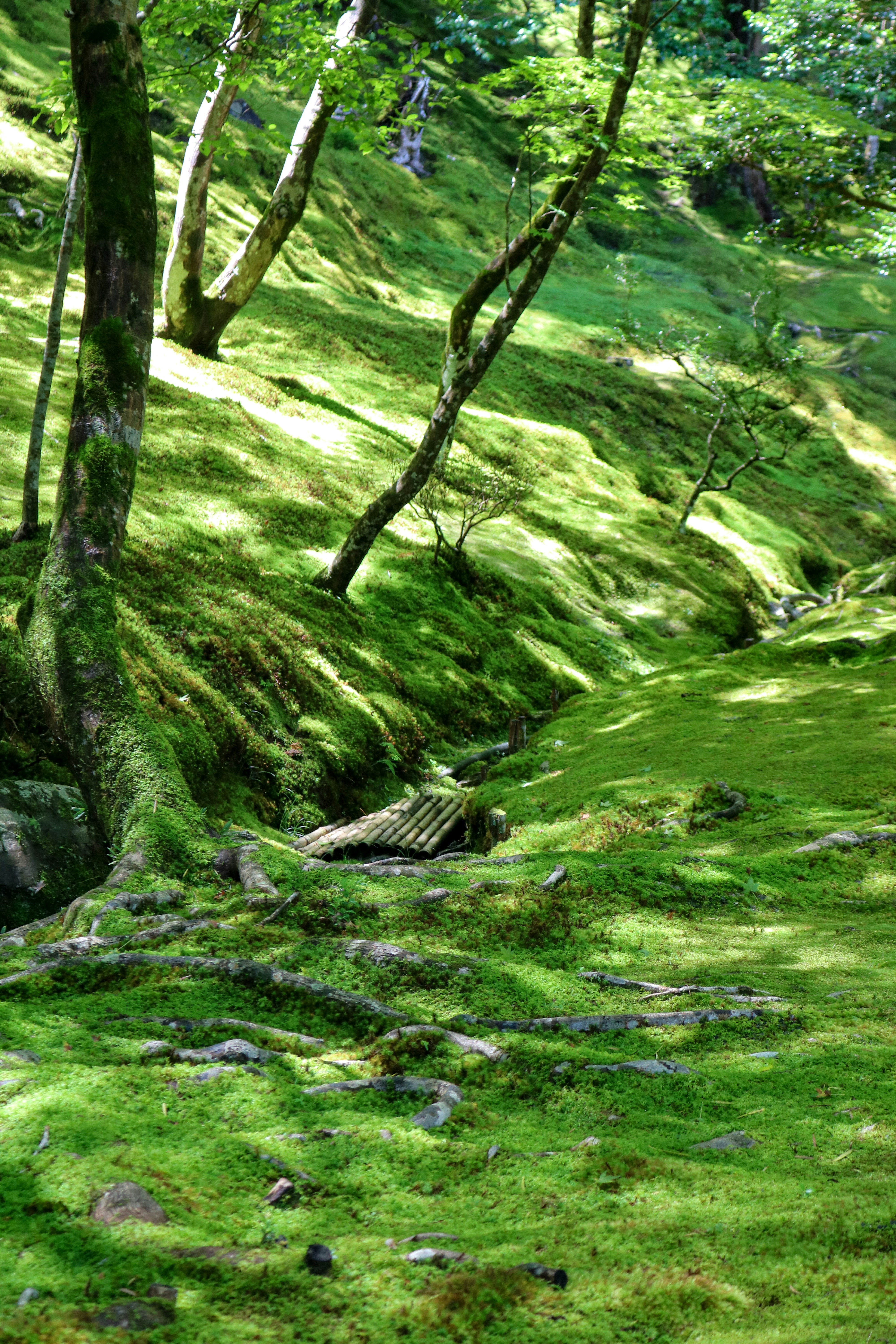 Emerald Terrace: Moss-Kissed Forest Floor and a Hidden Footbridge