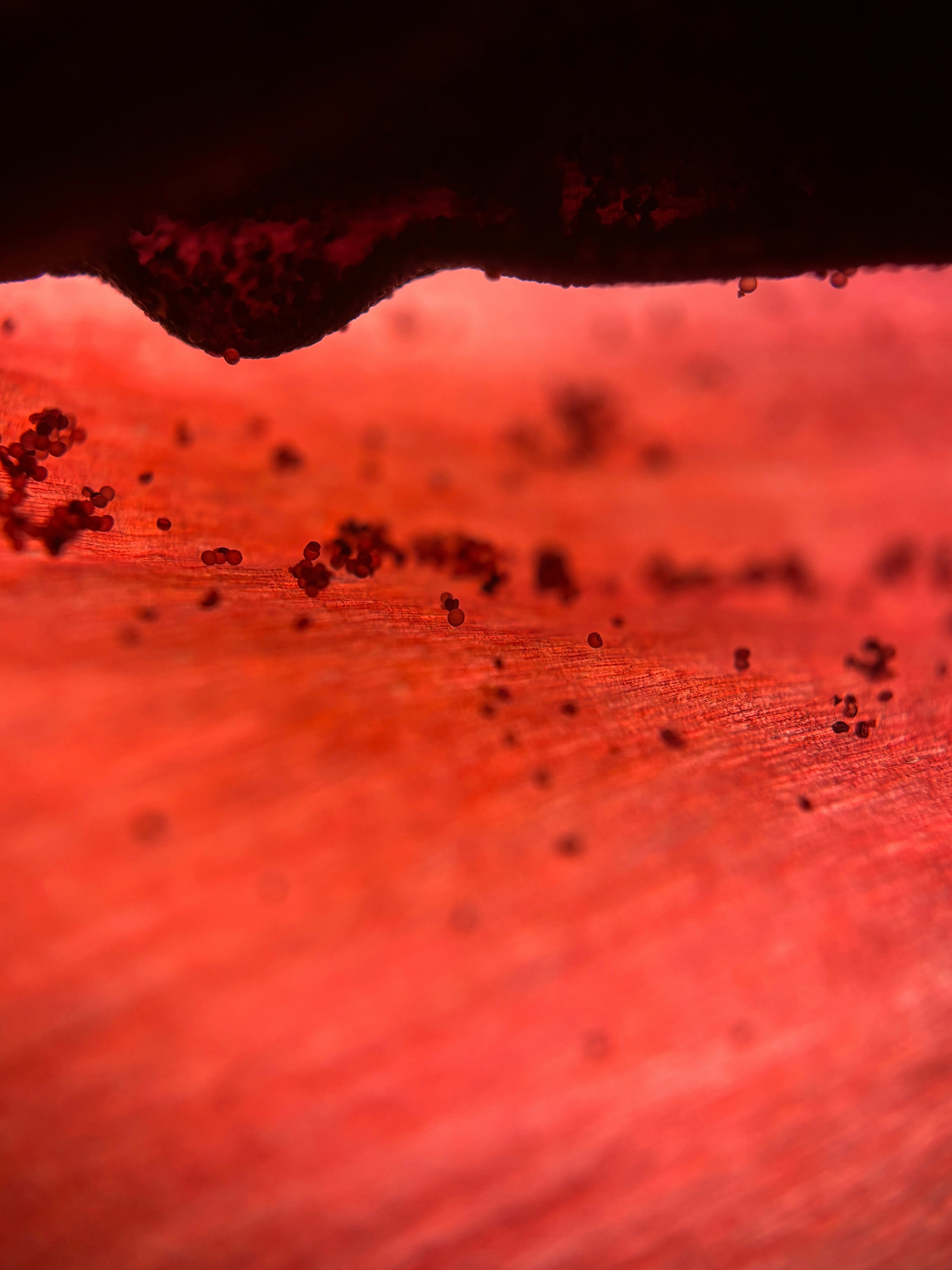 Scarlet Macro: Rust-Red Texture Under a Shadowed Edge