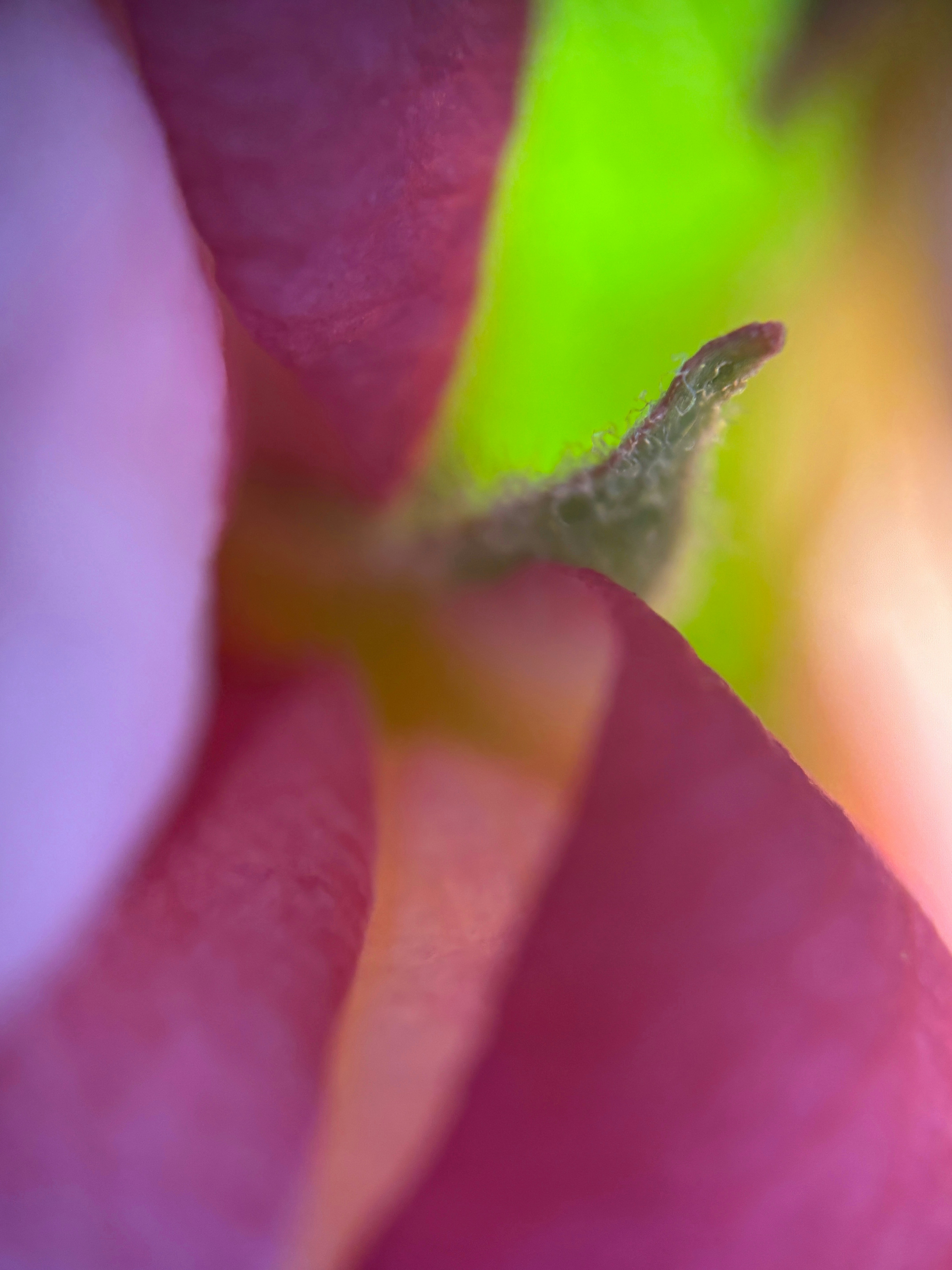 Petal Velvet: a Macro Study of Rose Textures and the Subtle Green Heart