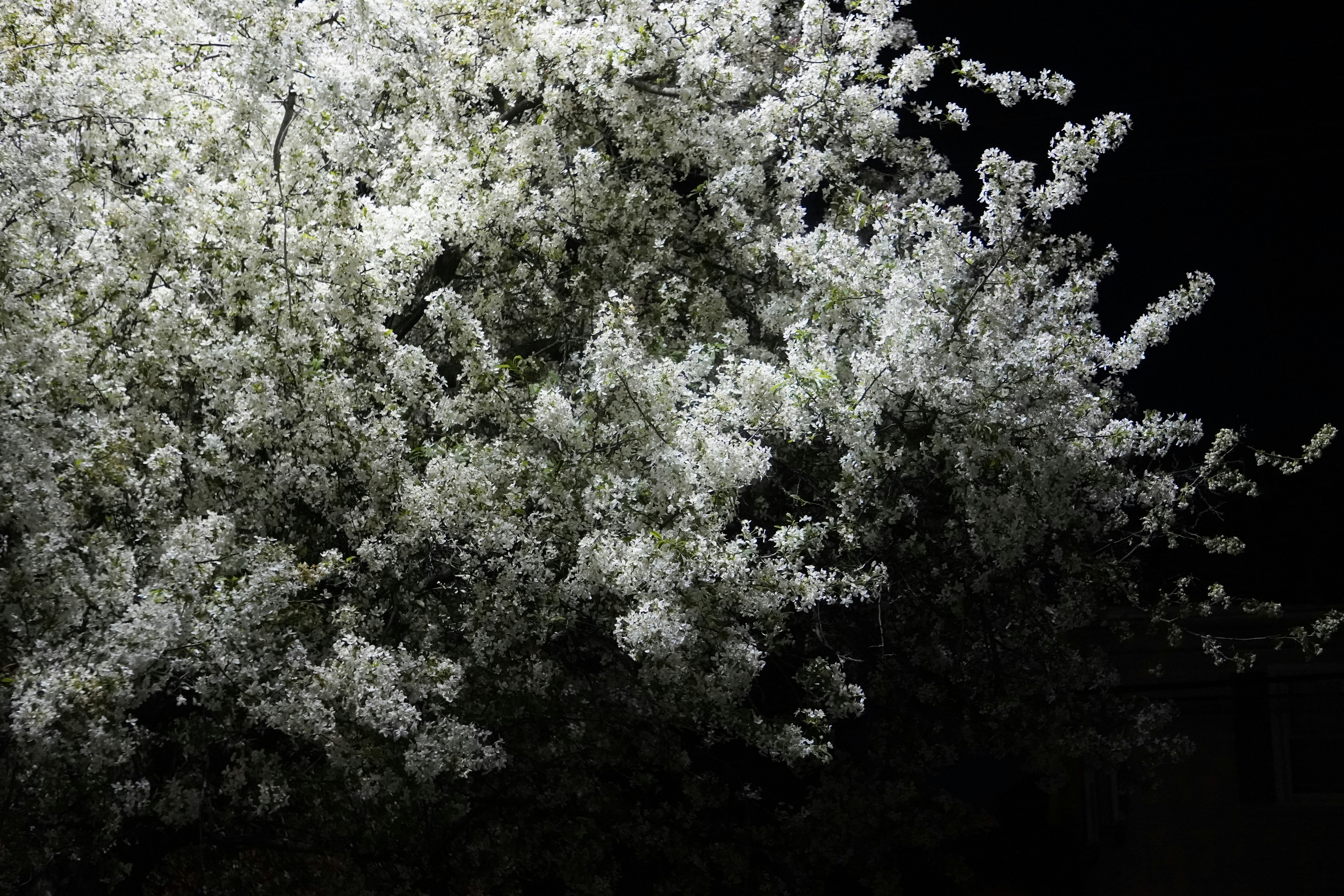 Nocturnal White Blossom Cascade Under Velvet Night