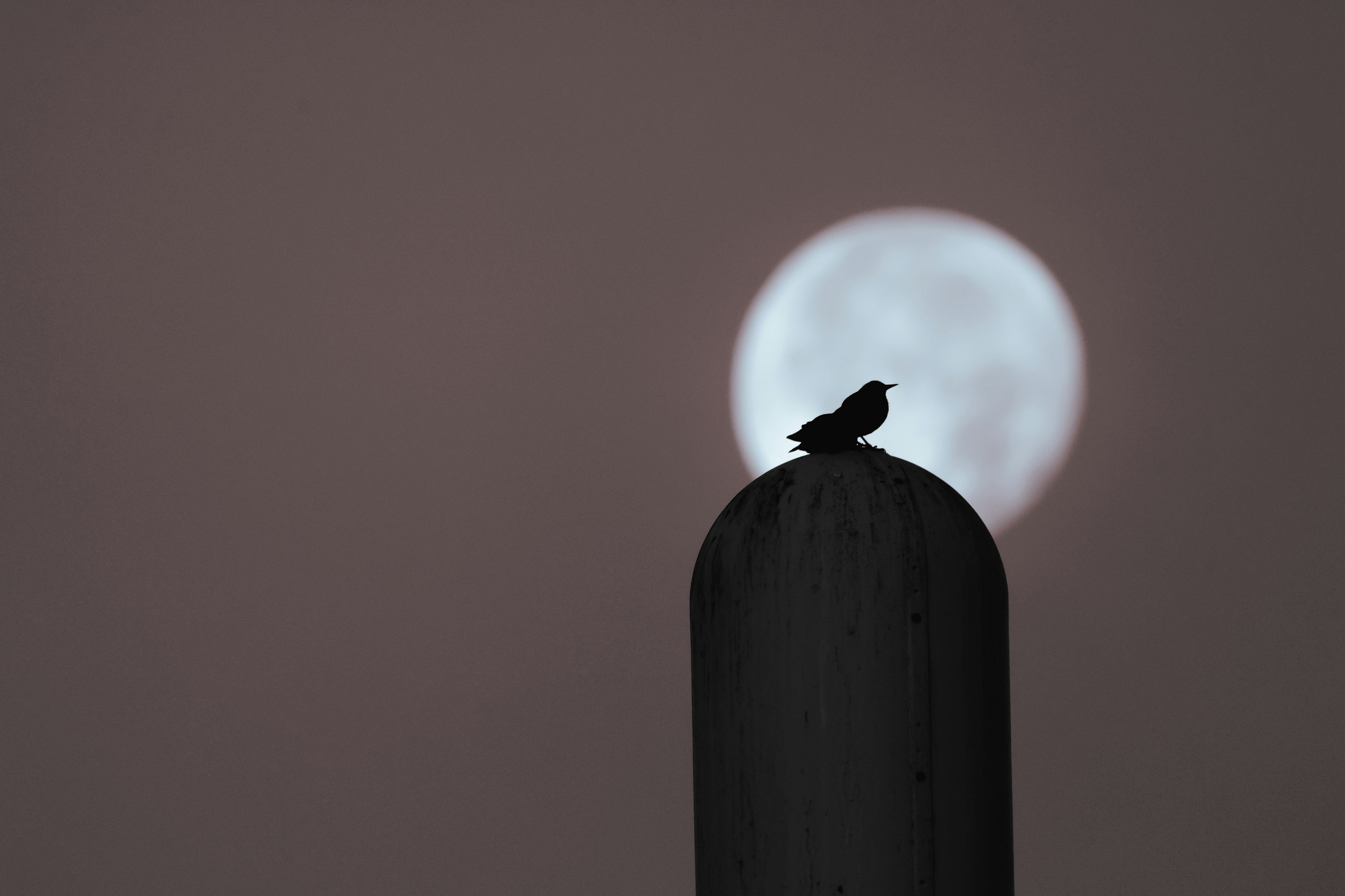 A bird silhouetted against the moon. photo – Free London Image on Unsplash