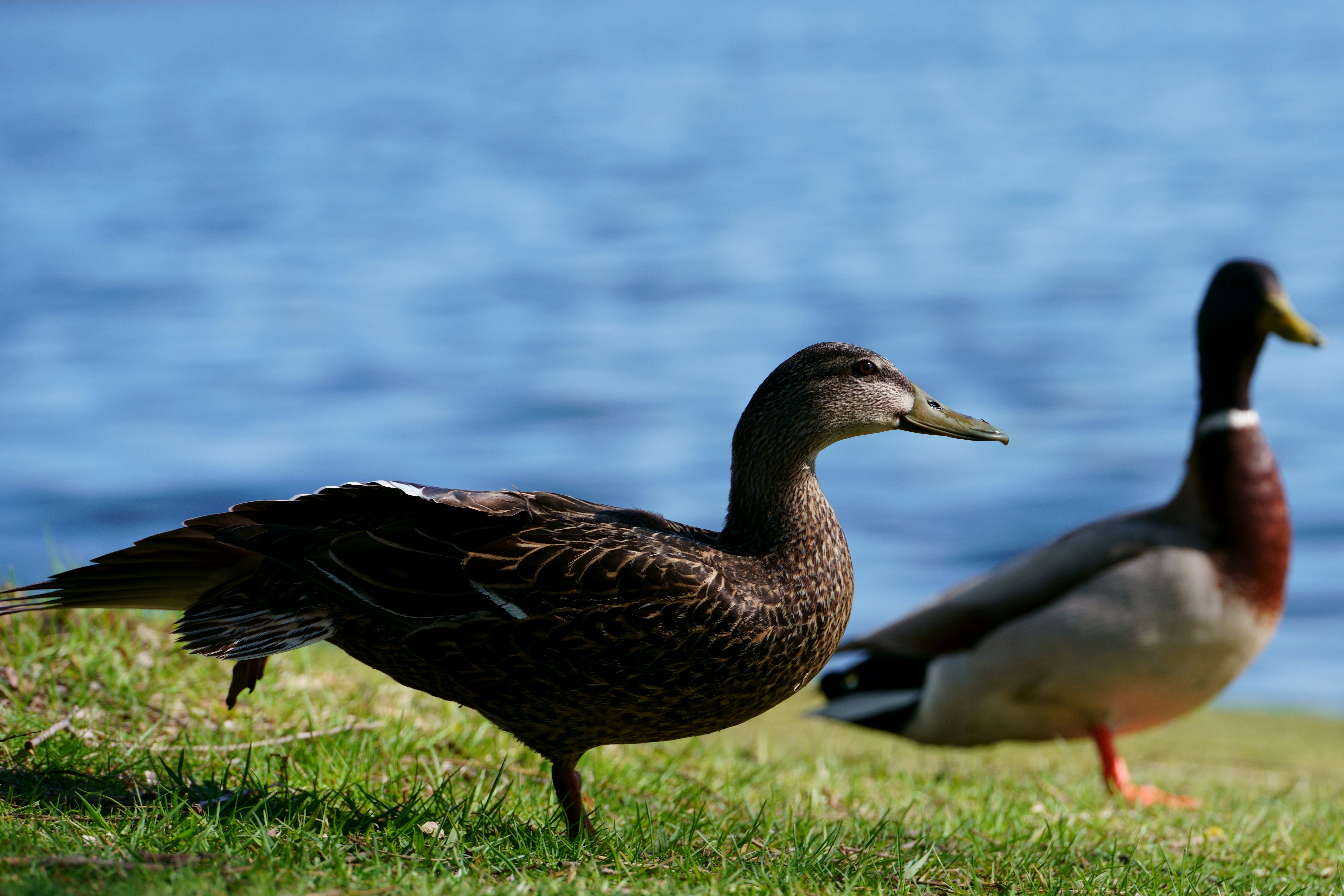 Grounded Mallard at Lakeside: A close-up of a brown duck on grassy shore with a blue lake behind