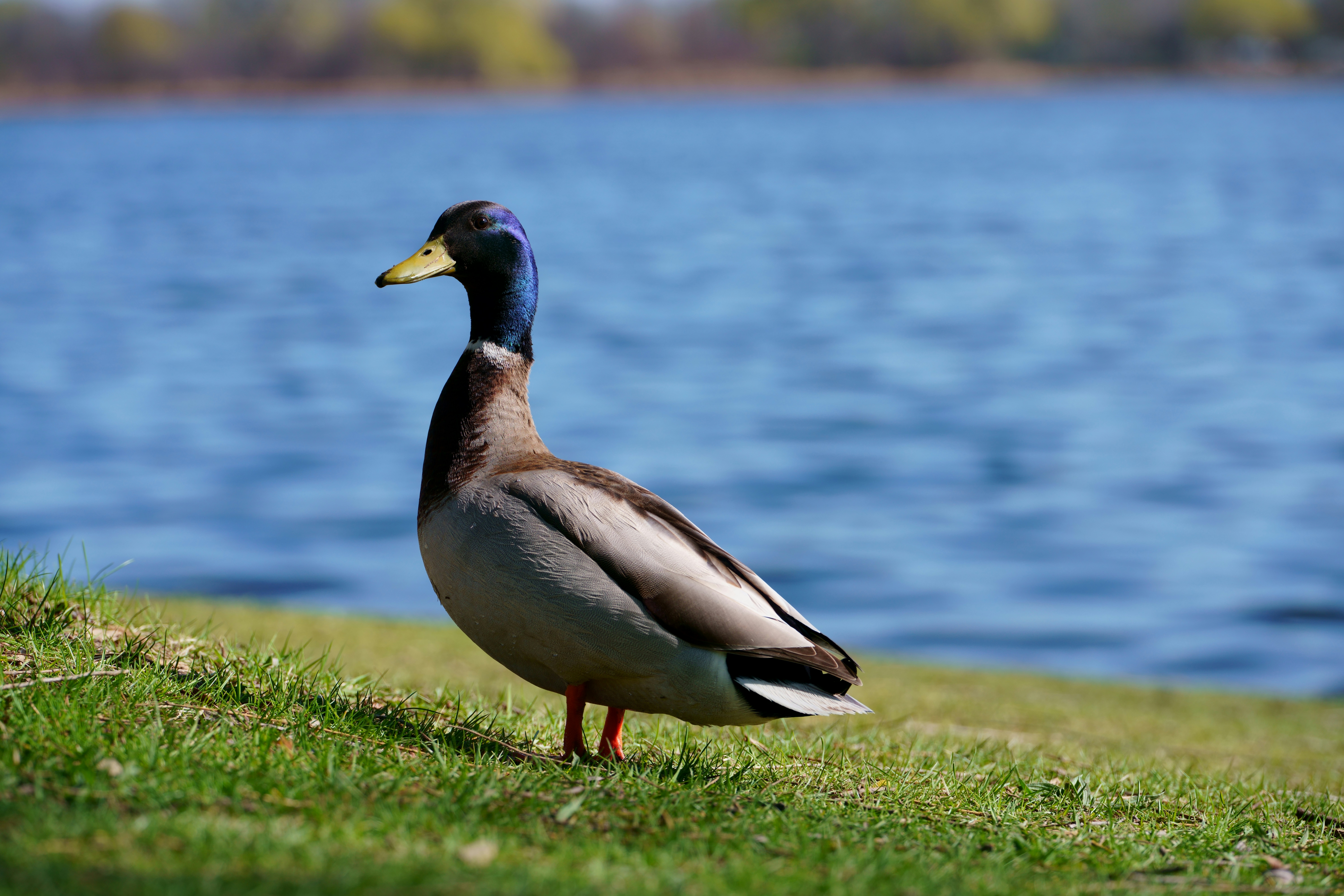 Mallard by the cobalt lake: sunlit grass and calm water