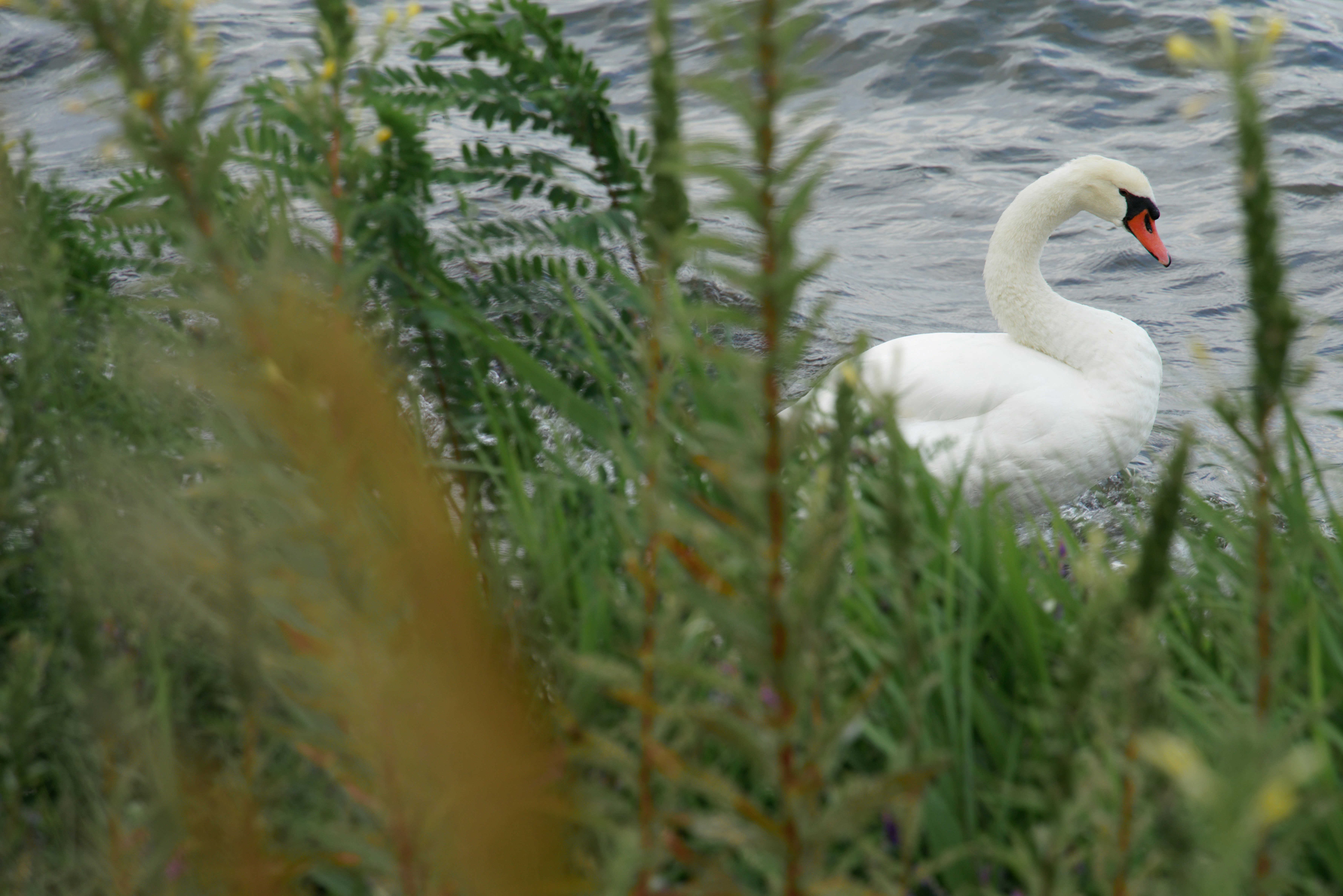 Veiled Swan by the River: Quiet Portrait Through Reeds
