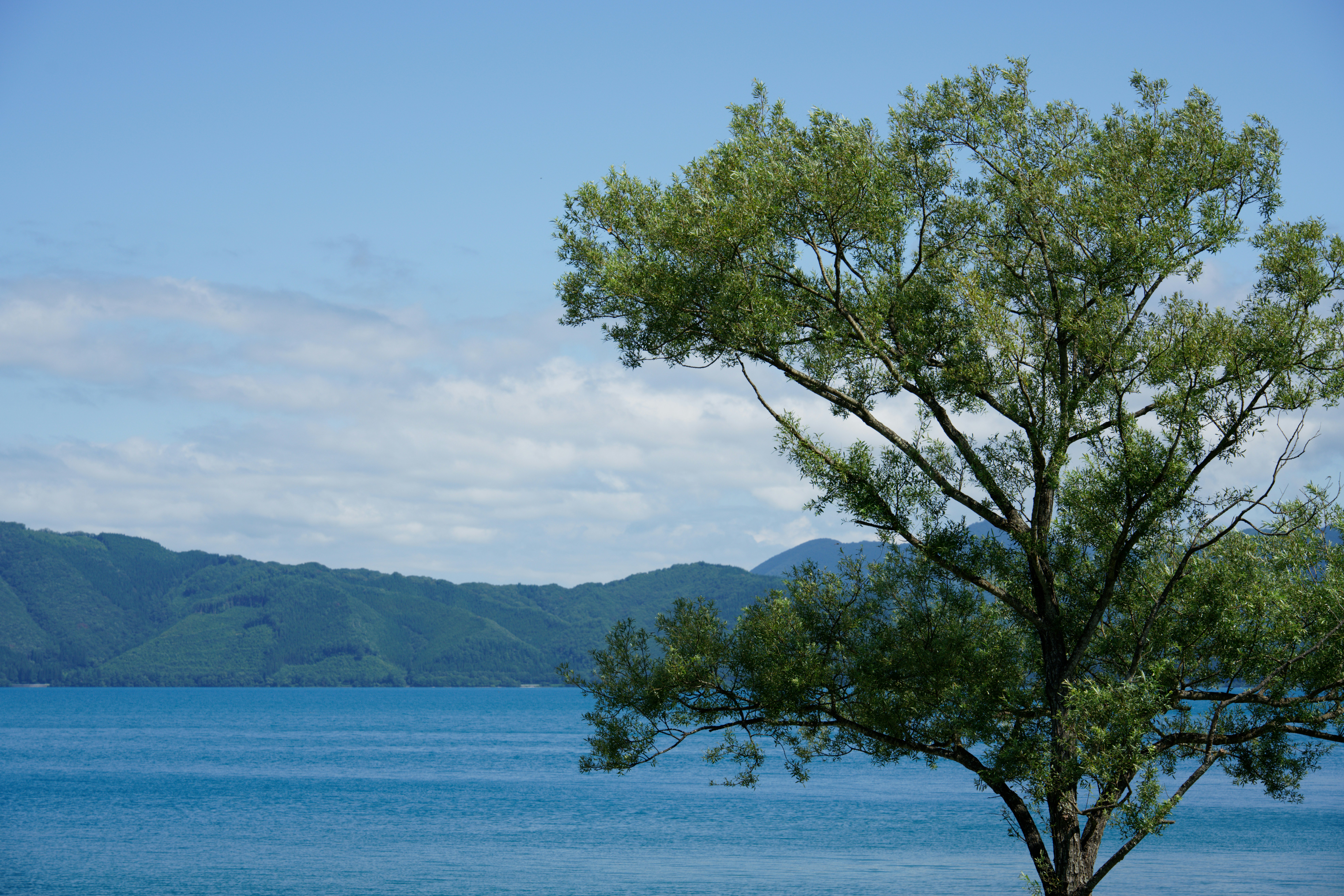 A solitary tree stands gracefully beside a tranquil blue lake, framed by lush green hills under a clear sky.