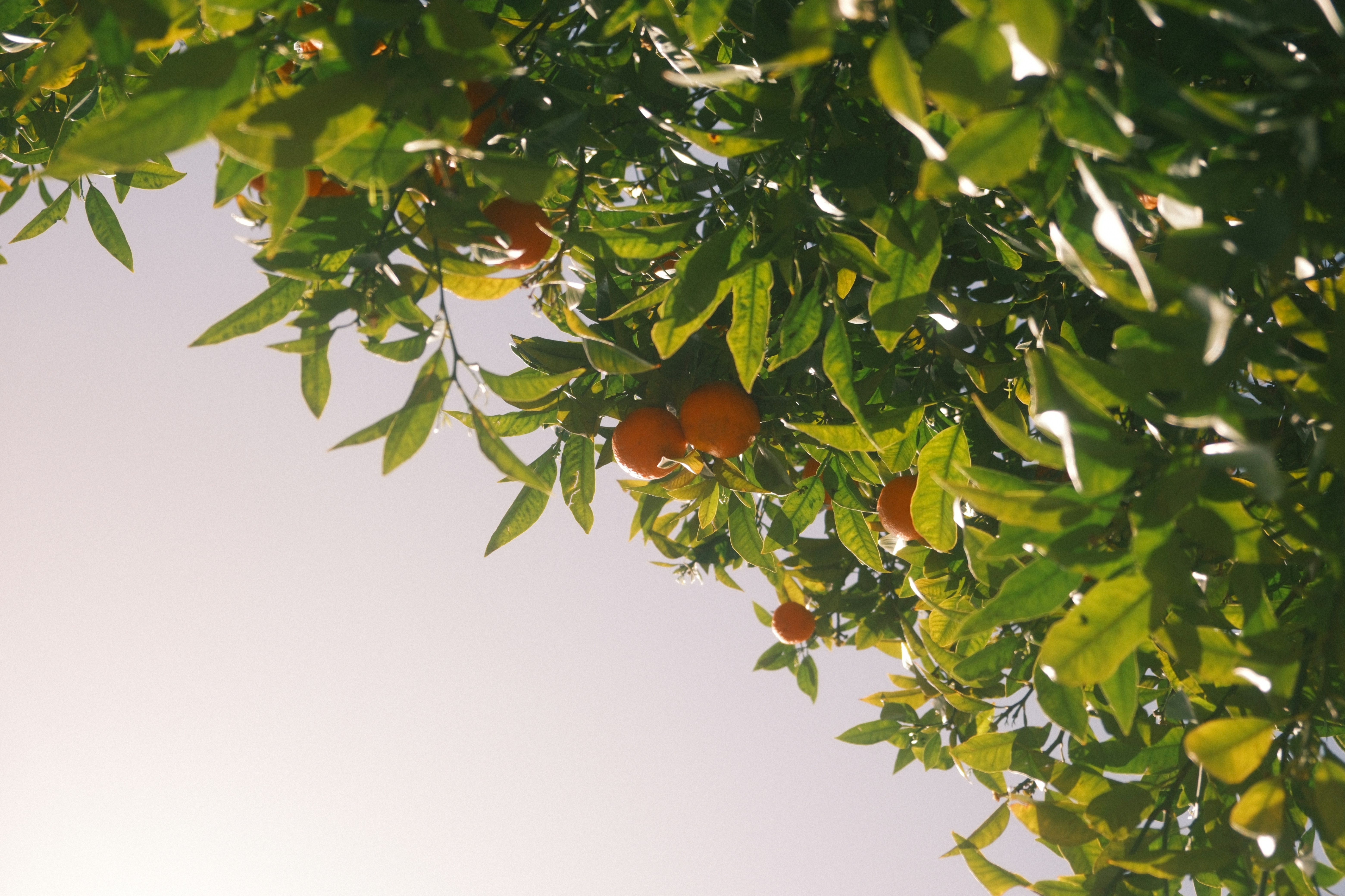 Orange fruits nestled among vibrant green leaves, illuminated by soft sunlight. The scene captures the essence of a fruitful garden.