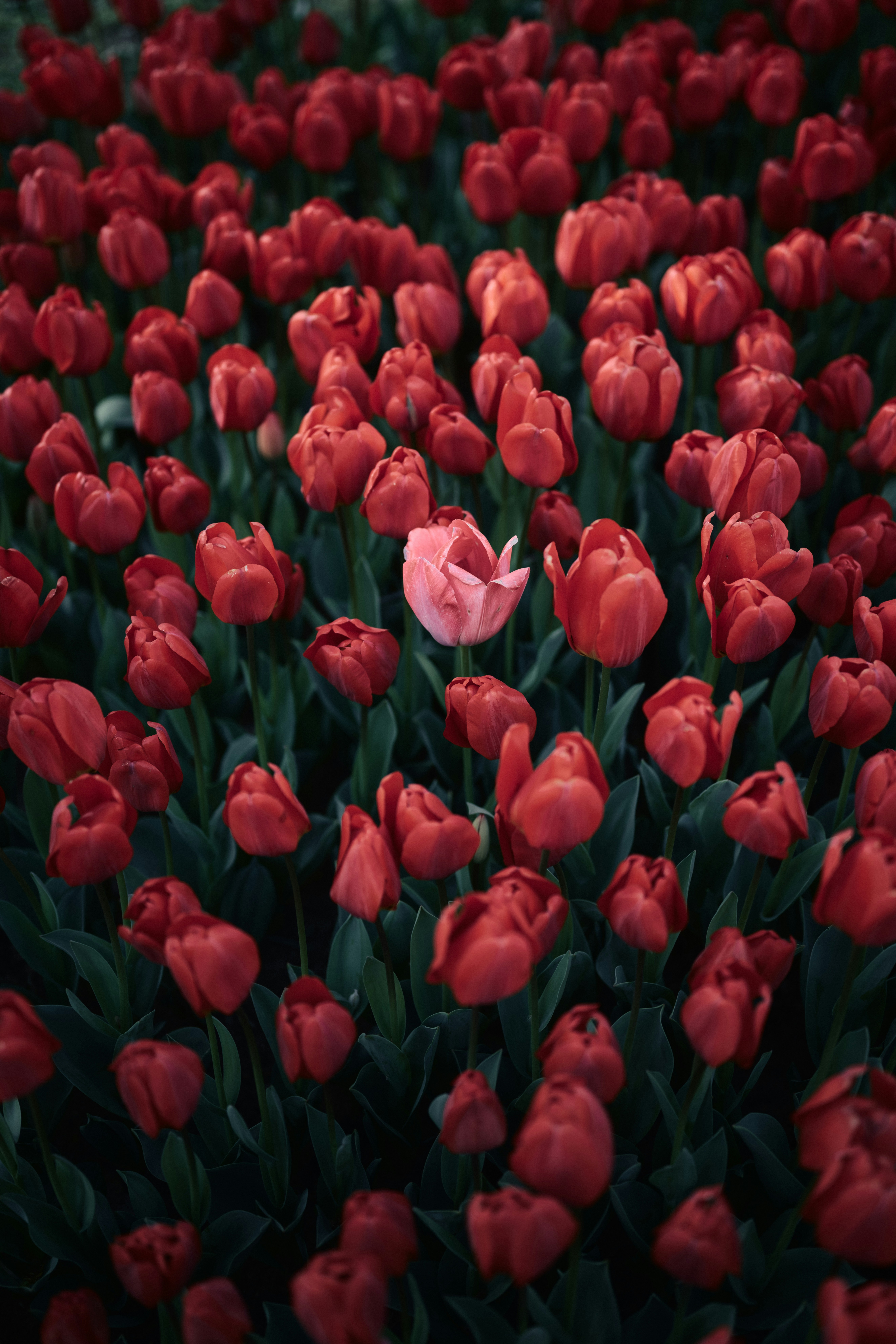 Pink Beacon in a Crimson Sea: The Center Tulip Stands Out