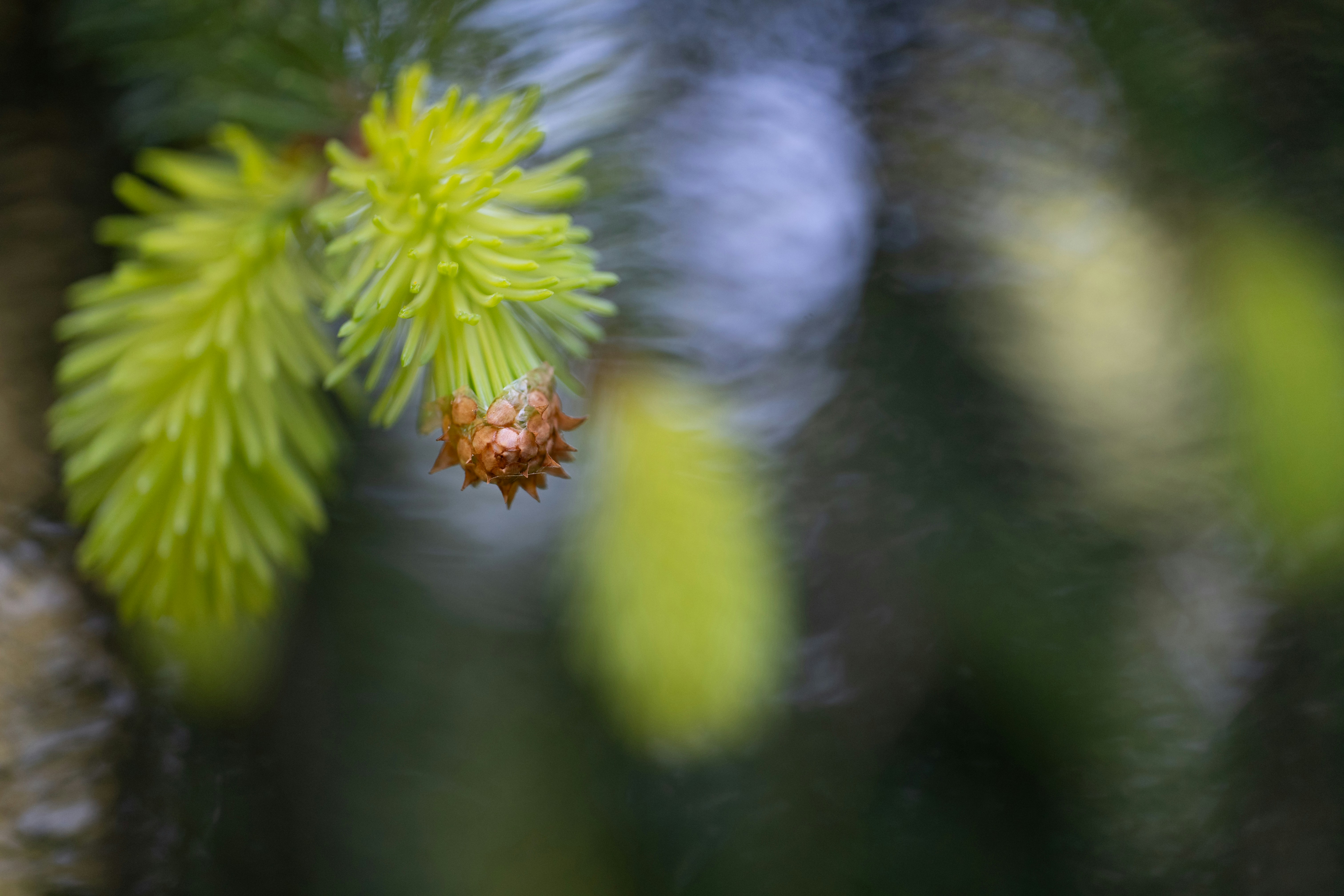 Emerald Sprig and Tiny Cone in Velvet Blur