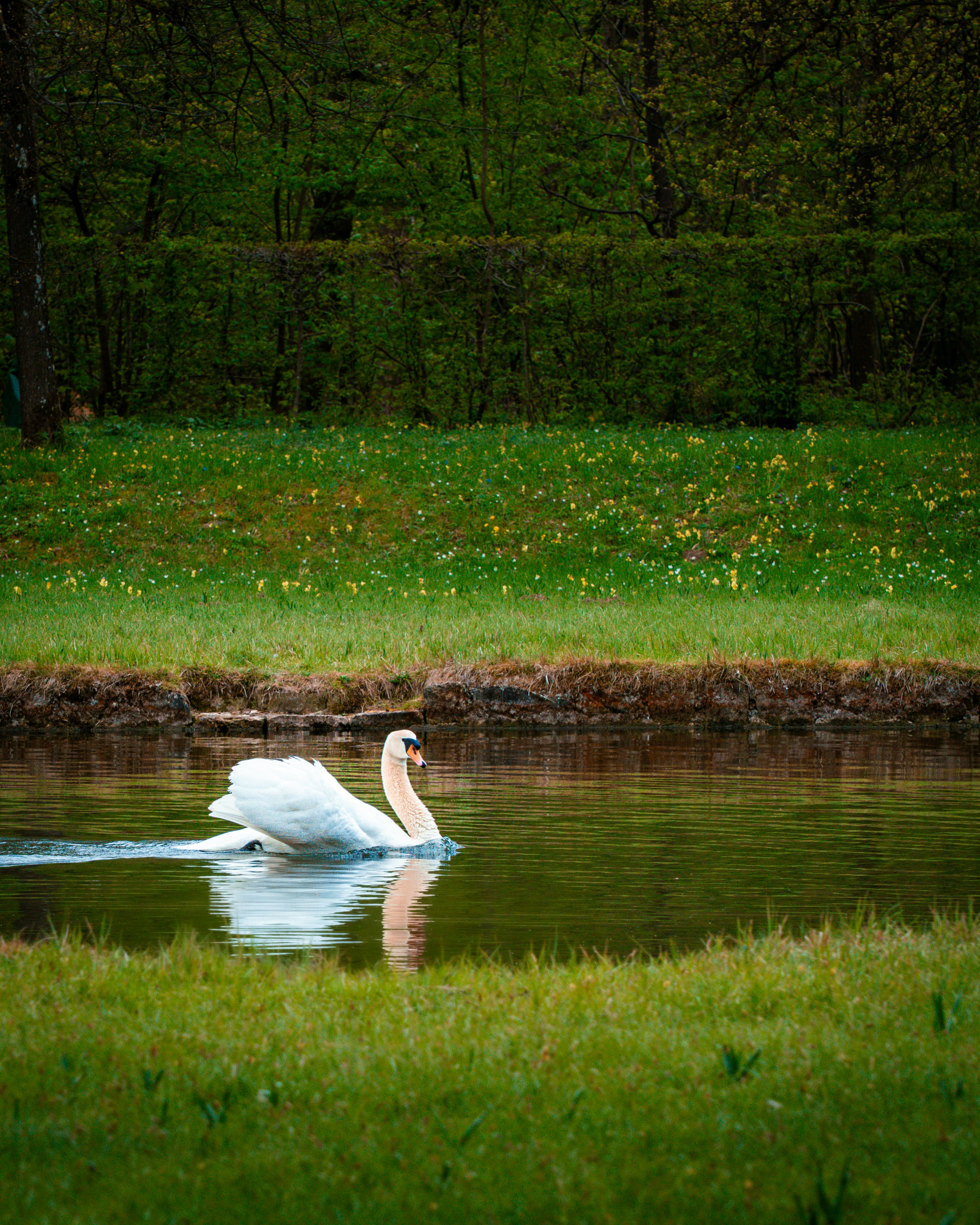 Swan on a Glassy Pond: Reflections, Meadow, and Distant Forest
