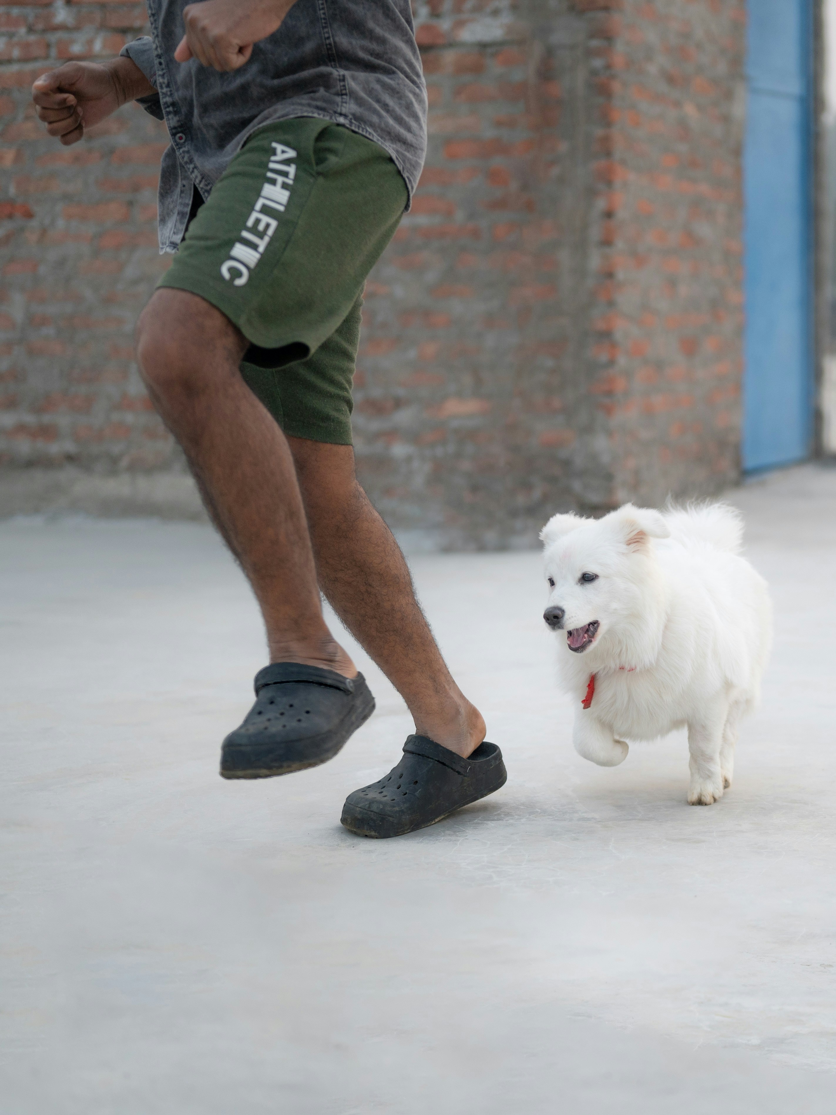 Sprint with a fluffy companion: a jogger and dog in motion
