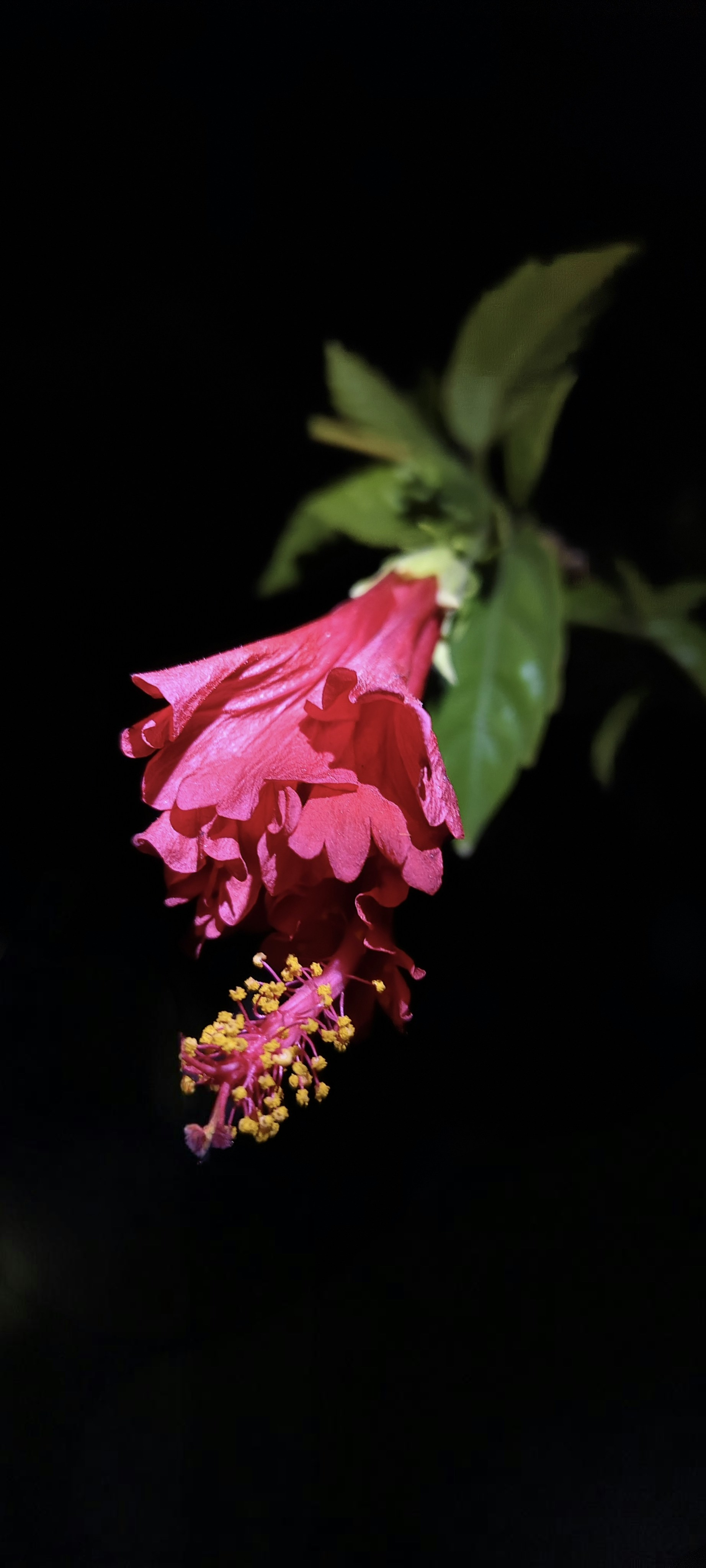 Sample photo from Vivo V40