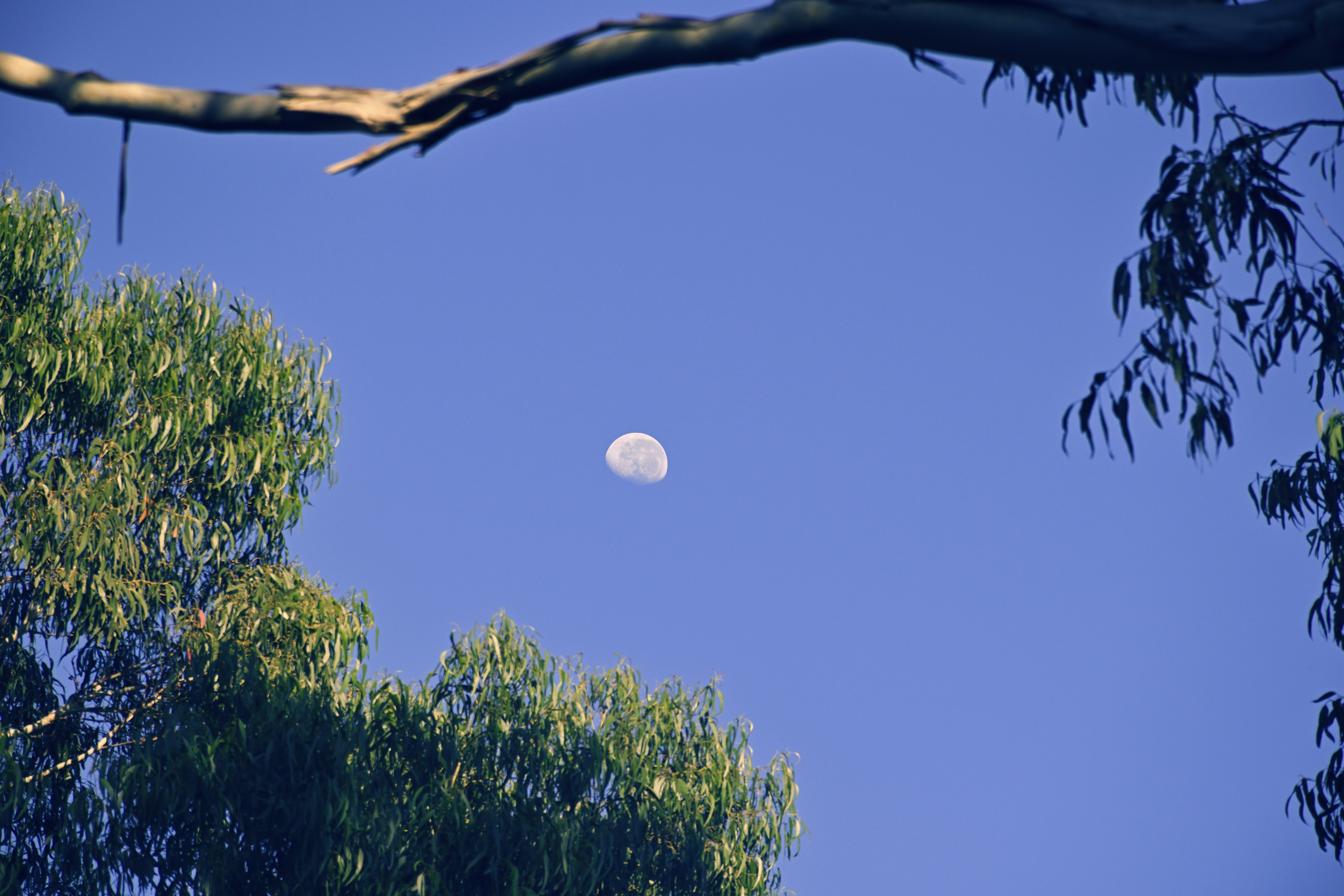 Lone Moon in a Cerulean Sky Framed by Green Canopy