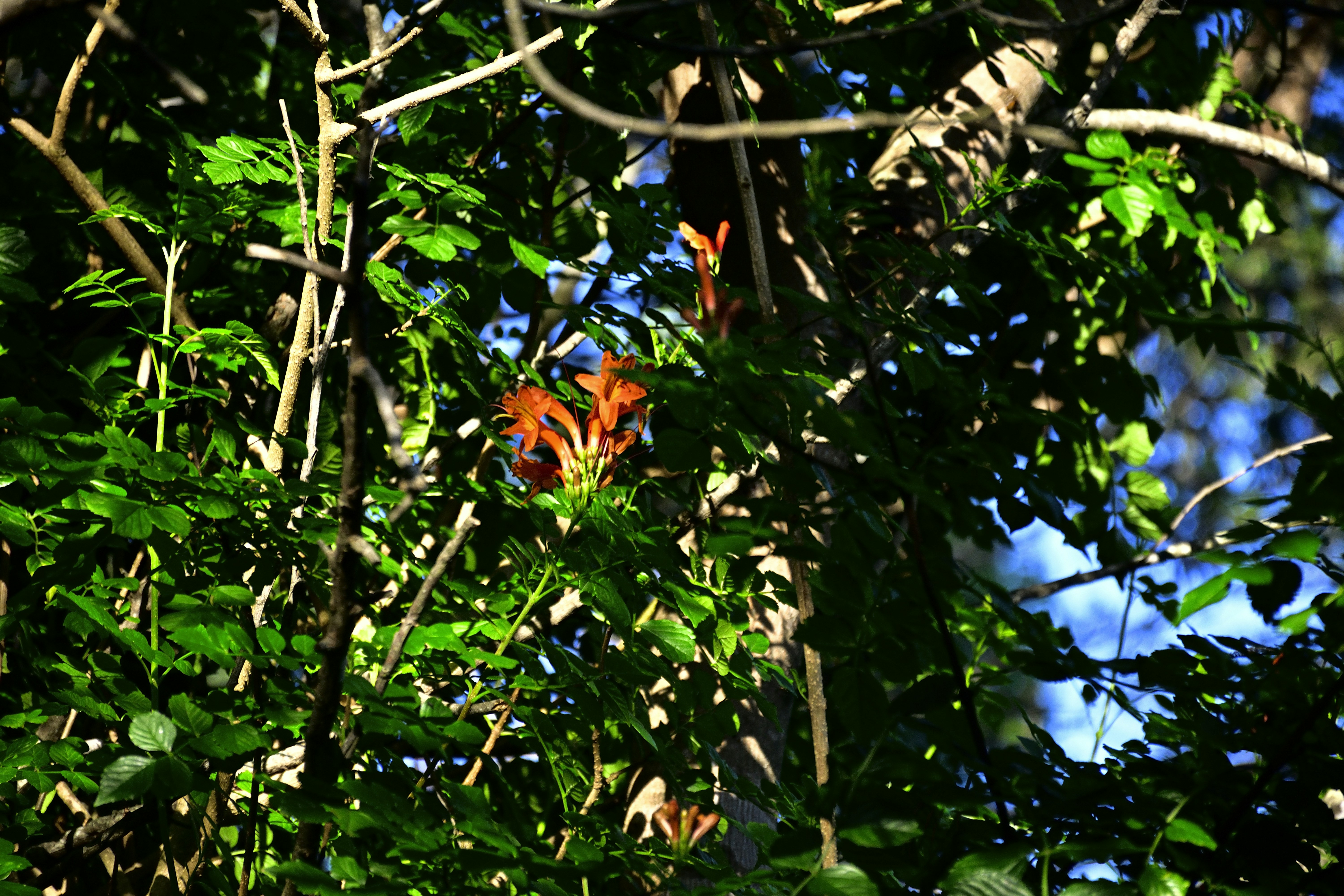 Photo by Pejman Ajorlou with Nikon D5300