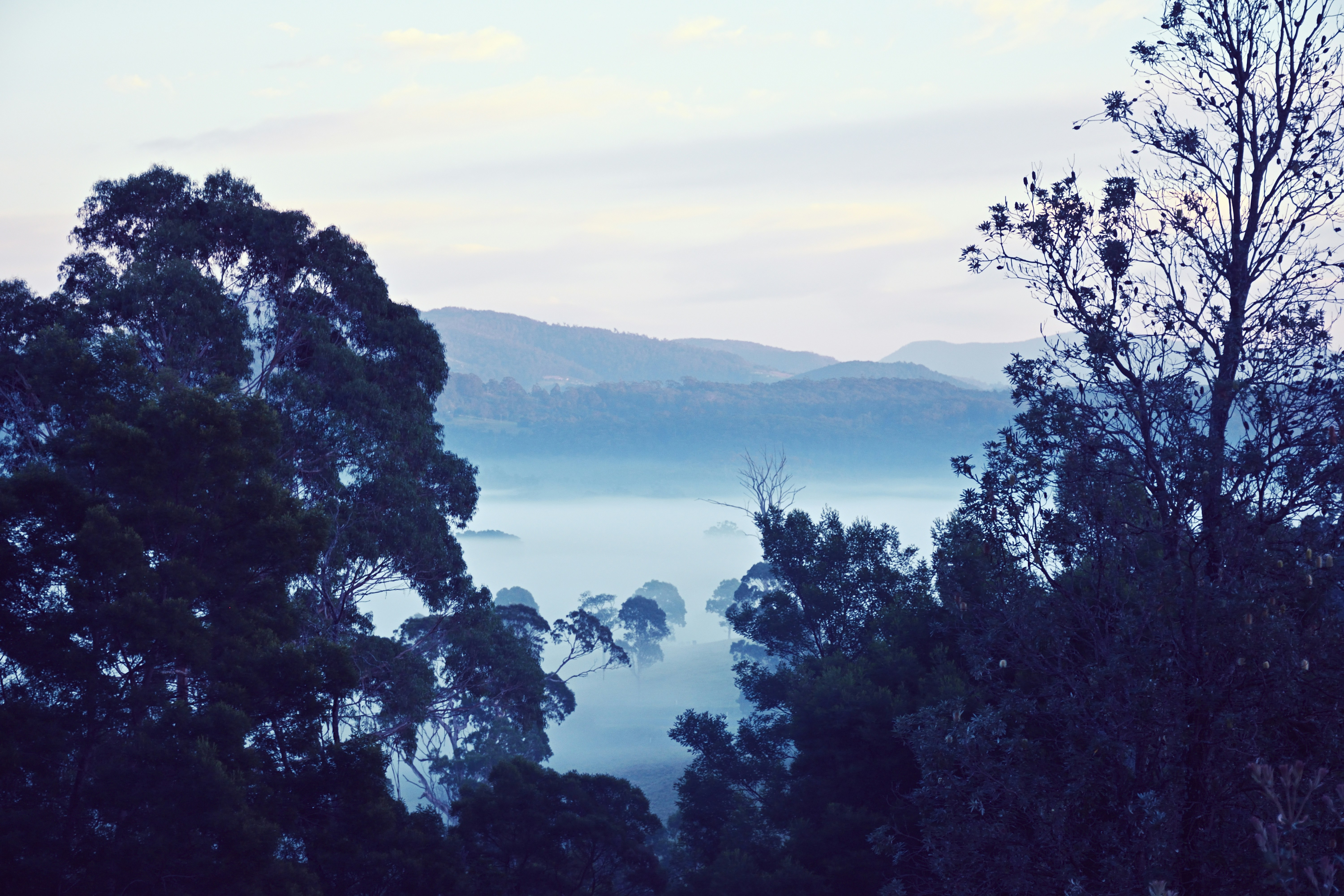 Foggy blue forest valley at sunrise