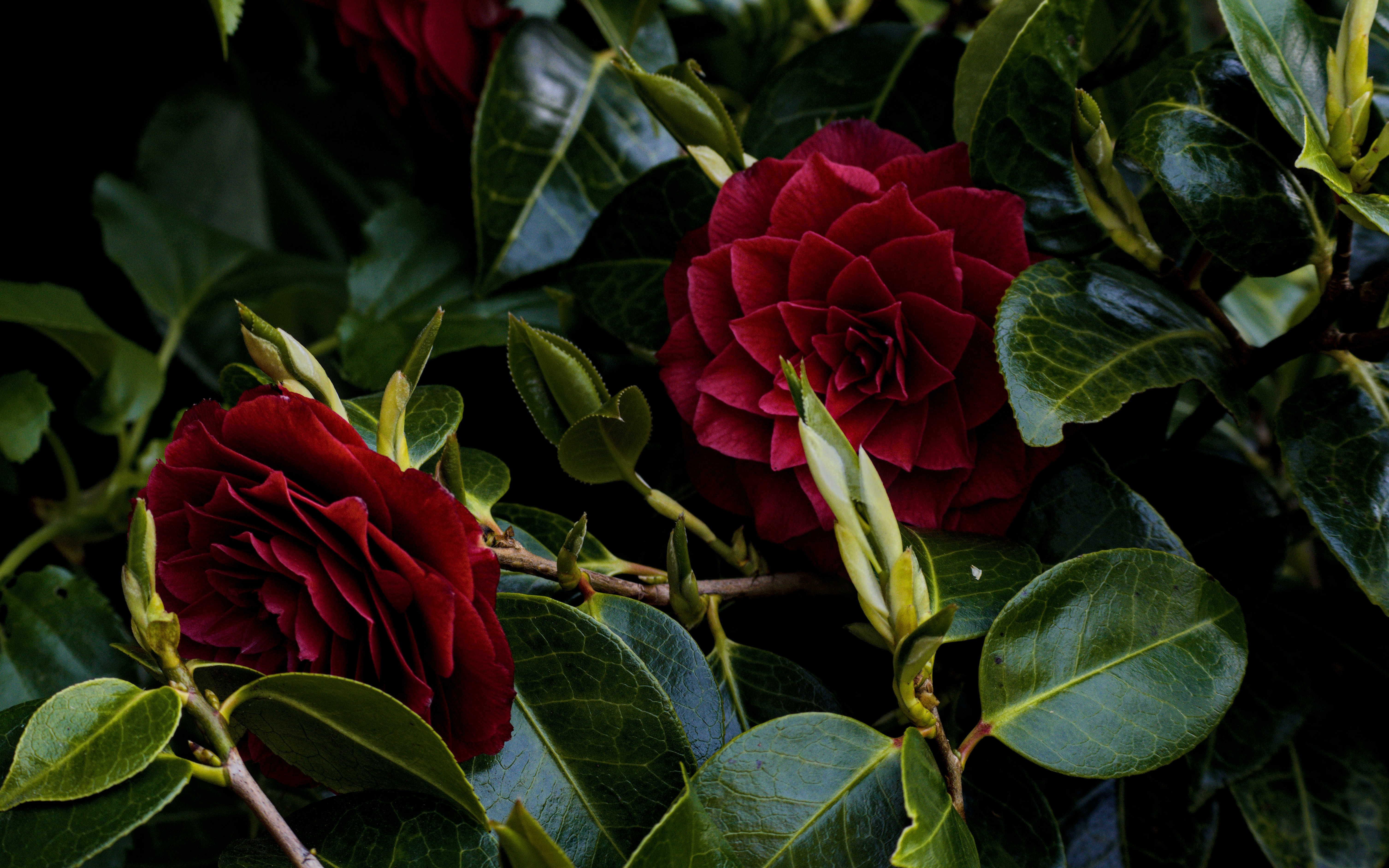 Crimson Velvet Roses Framed by Glossy Green Foliage