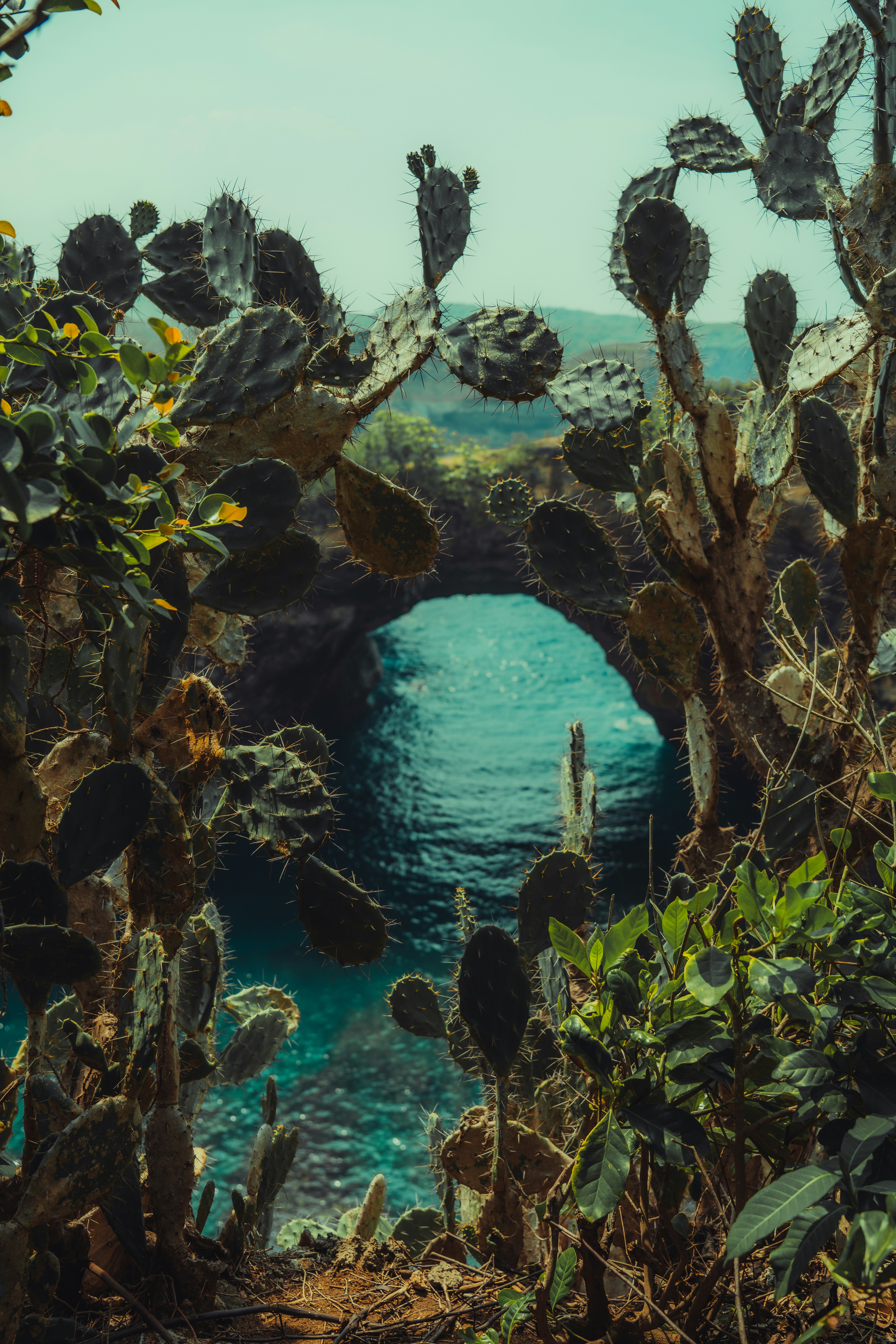 Cacti frame ocean view through rock arch. photo – Free Texture Image on ...