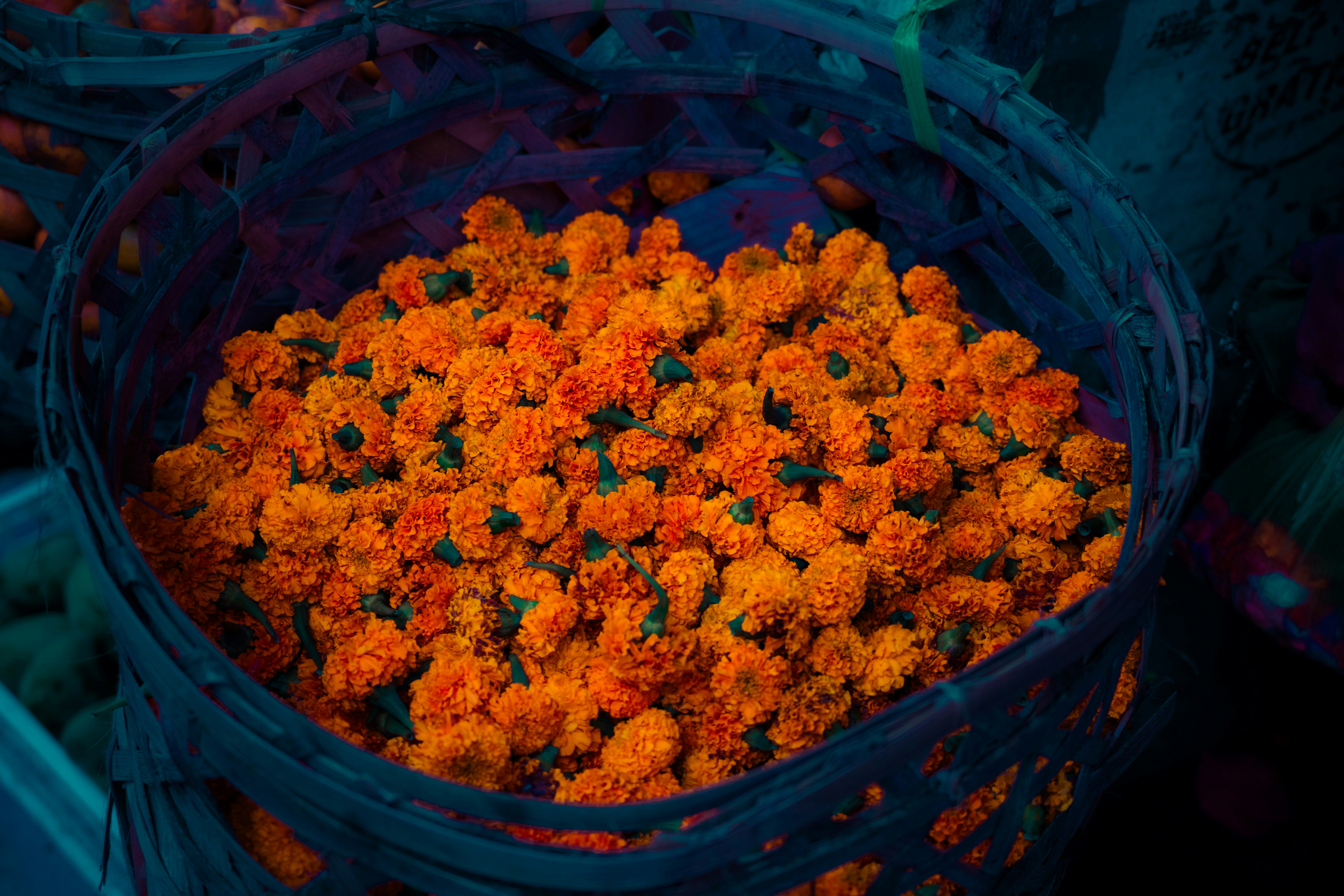A basket brimming with bright orange marigold flowers, showcasing their intricate textures and vivid colors against a contrasting background.