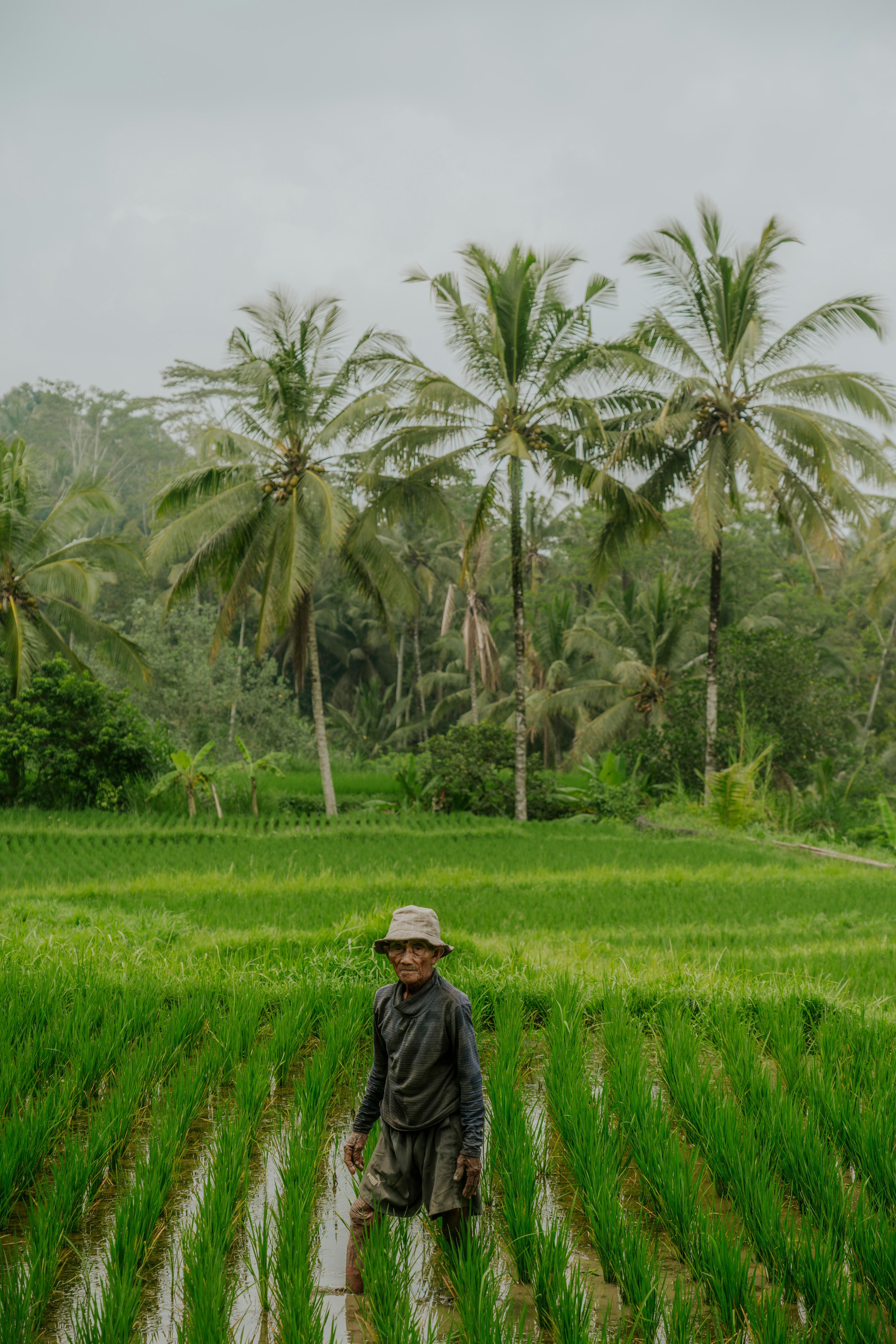 Farmer working in lush green rice paddies beneath towering palm trees.