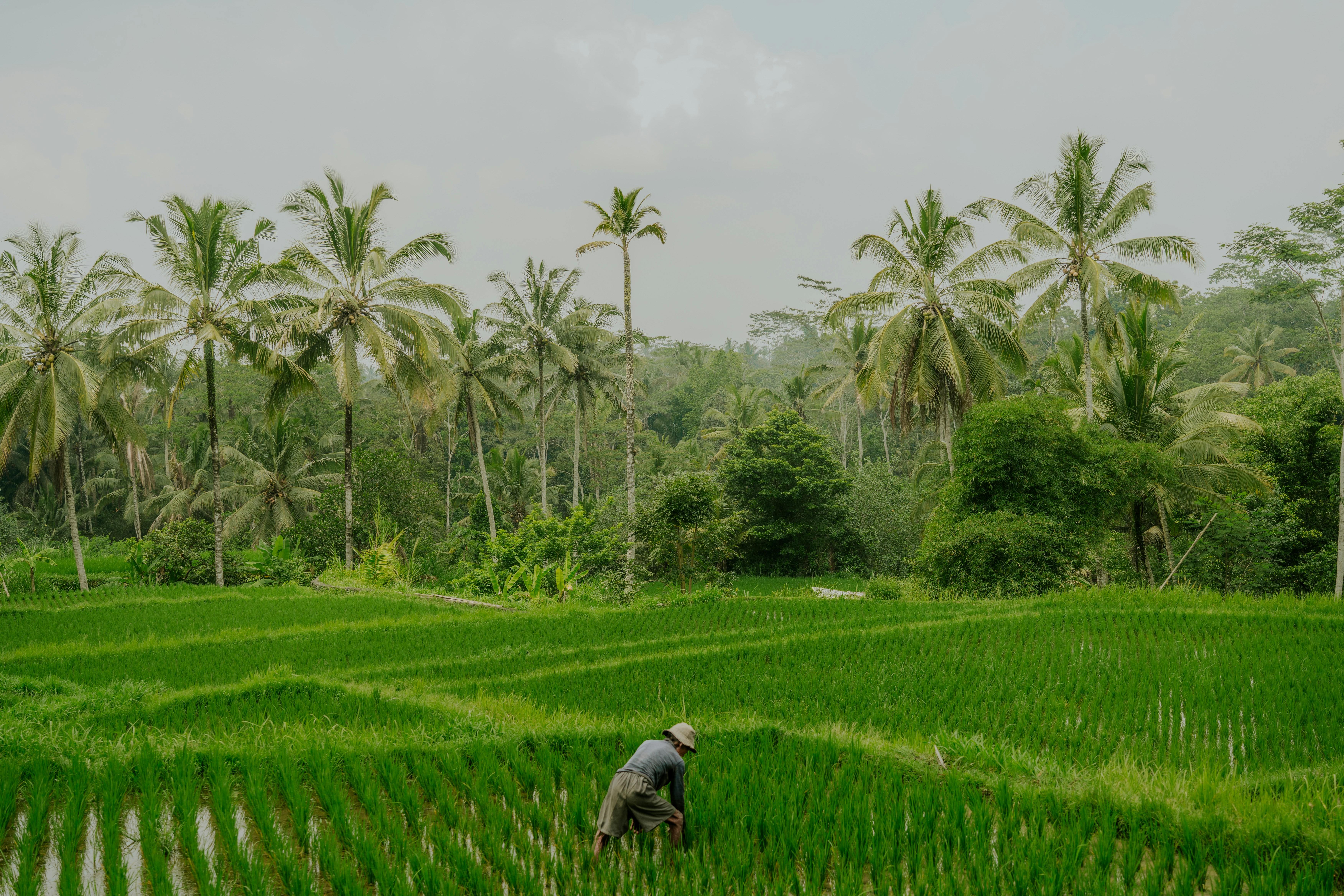 Foto Seorang petani bekerja di sawah hijau yang subur. – Gambar Tekstur ...