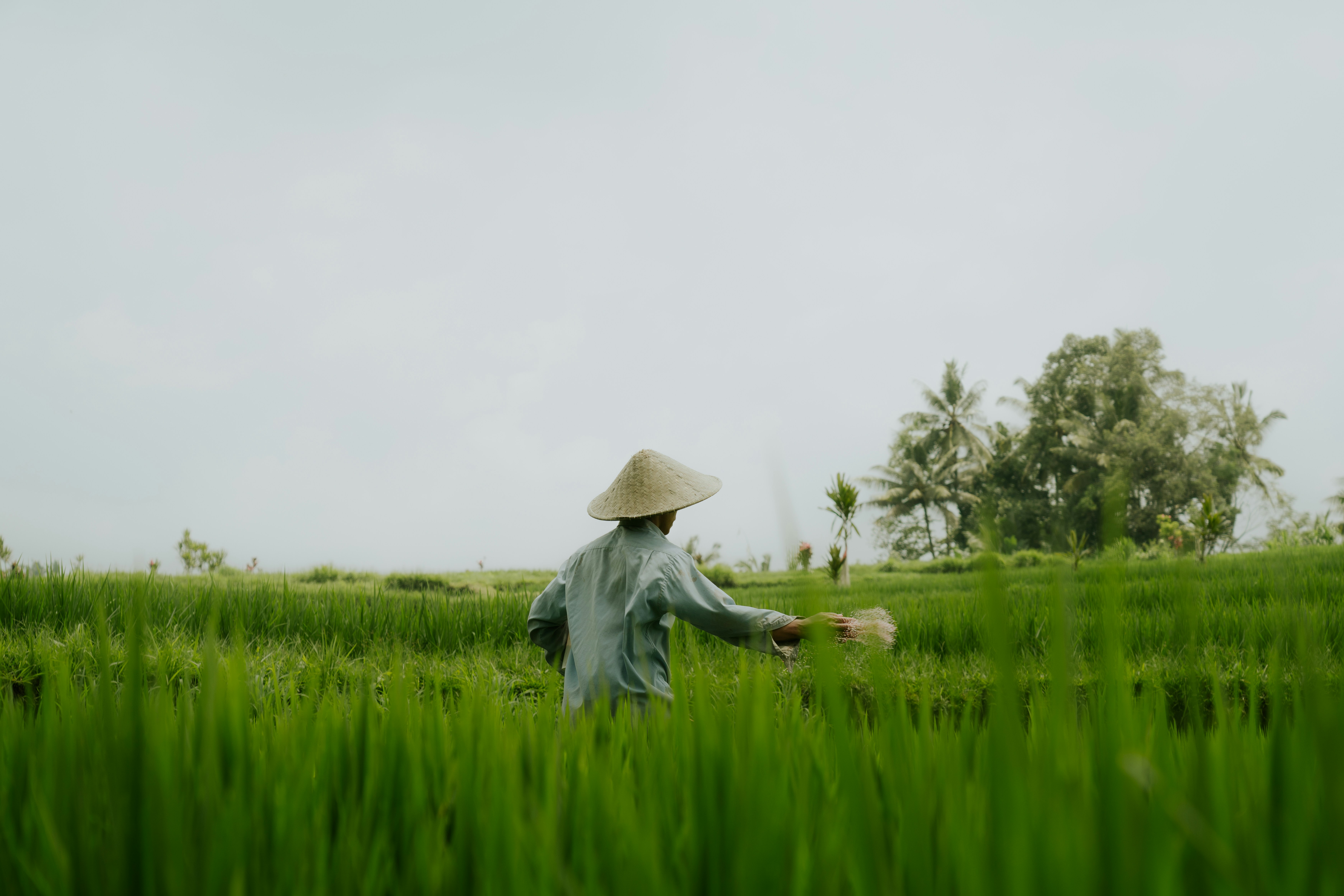 A farmer works in a green rice field. photo – Free Texture Image on Unsplash
