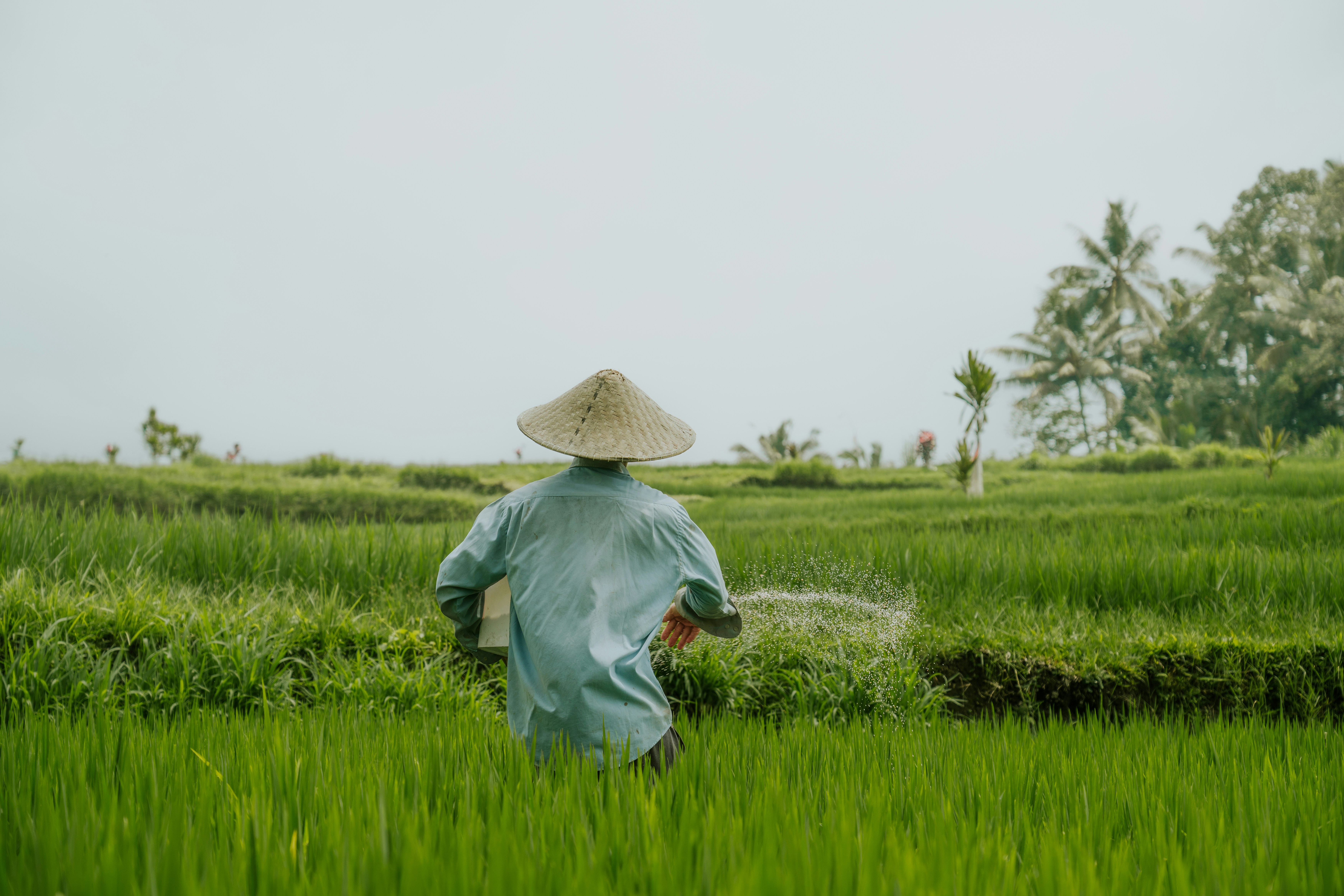 A farmer works in a green rice paddy. photo – Free Texture Image on Unsplash