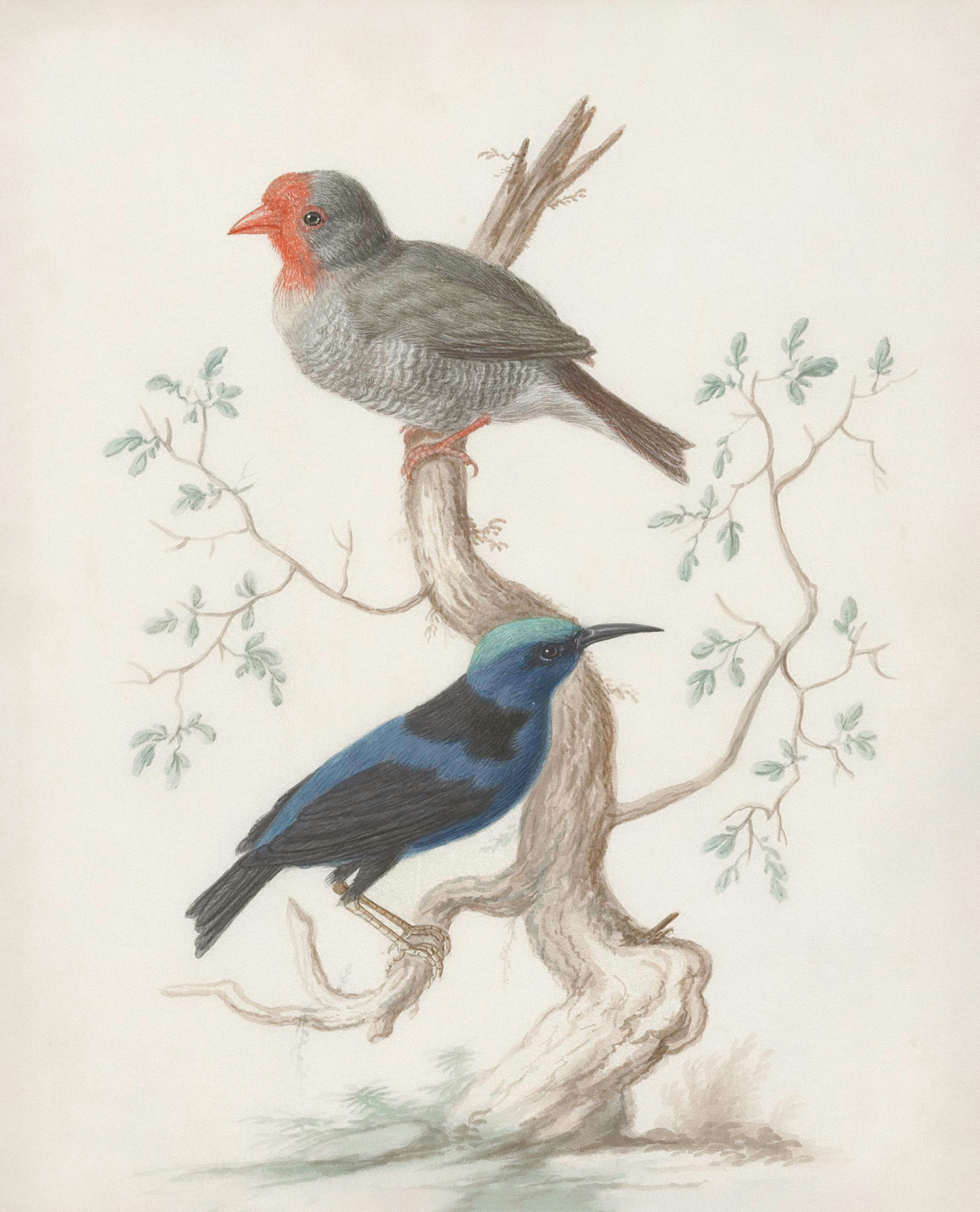 Title: Bresiljaan en Colibri Publisher: Rijksmuseum Date: 1658 - 1727 Providing institution: Rijksmuseum Aggregator: Rijksmuseum Providing Country: Netherlands Public Domain Bresiljaan en Colibri - Rijksmuseum, Netherlands - Public Domain.