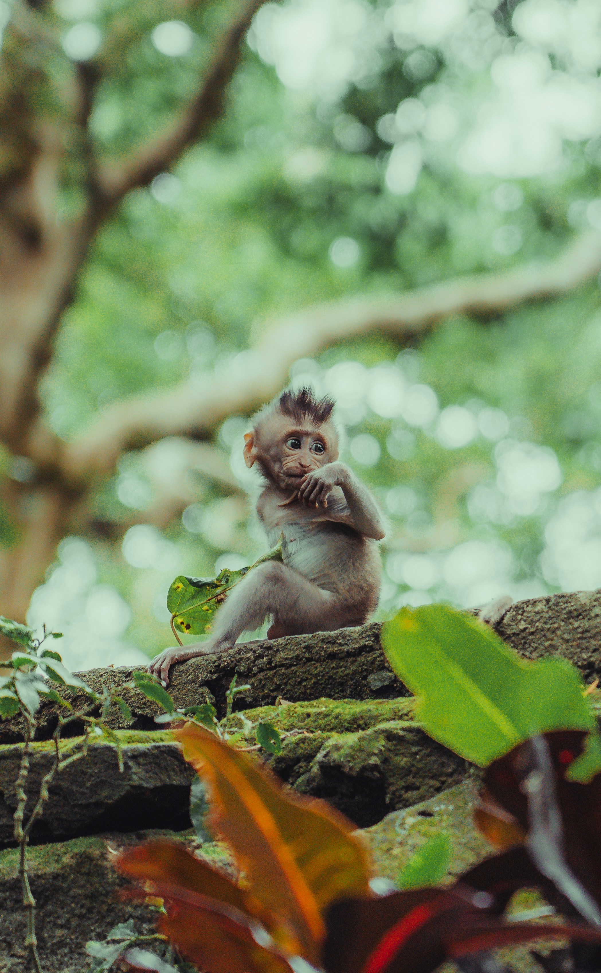A curious monkey sitting on a stone wall. photo – Free Texture Image on ...