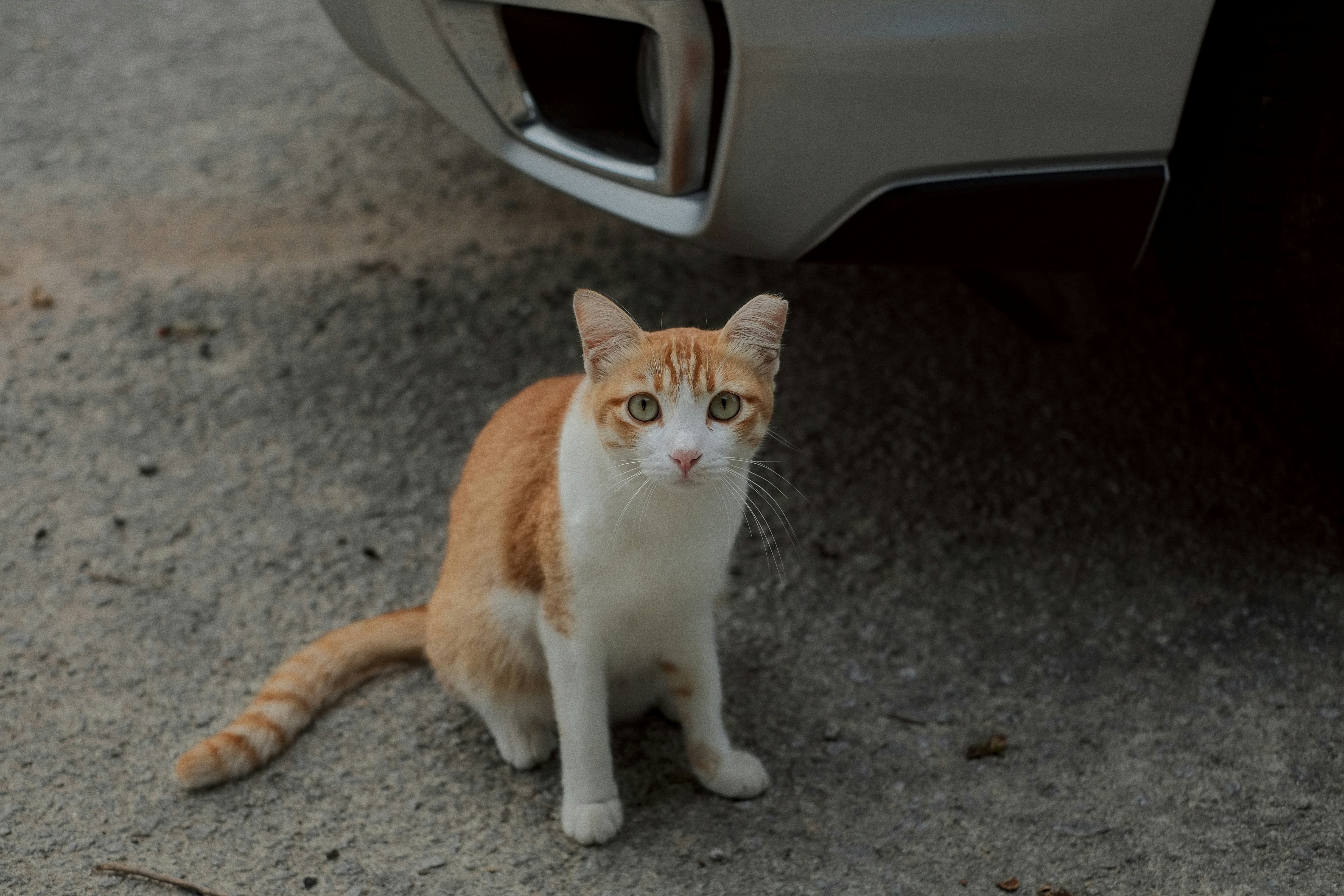 Amber-eyed Tabby at the Car Edge: a Quiet Moment in the Parking Lot