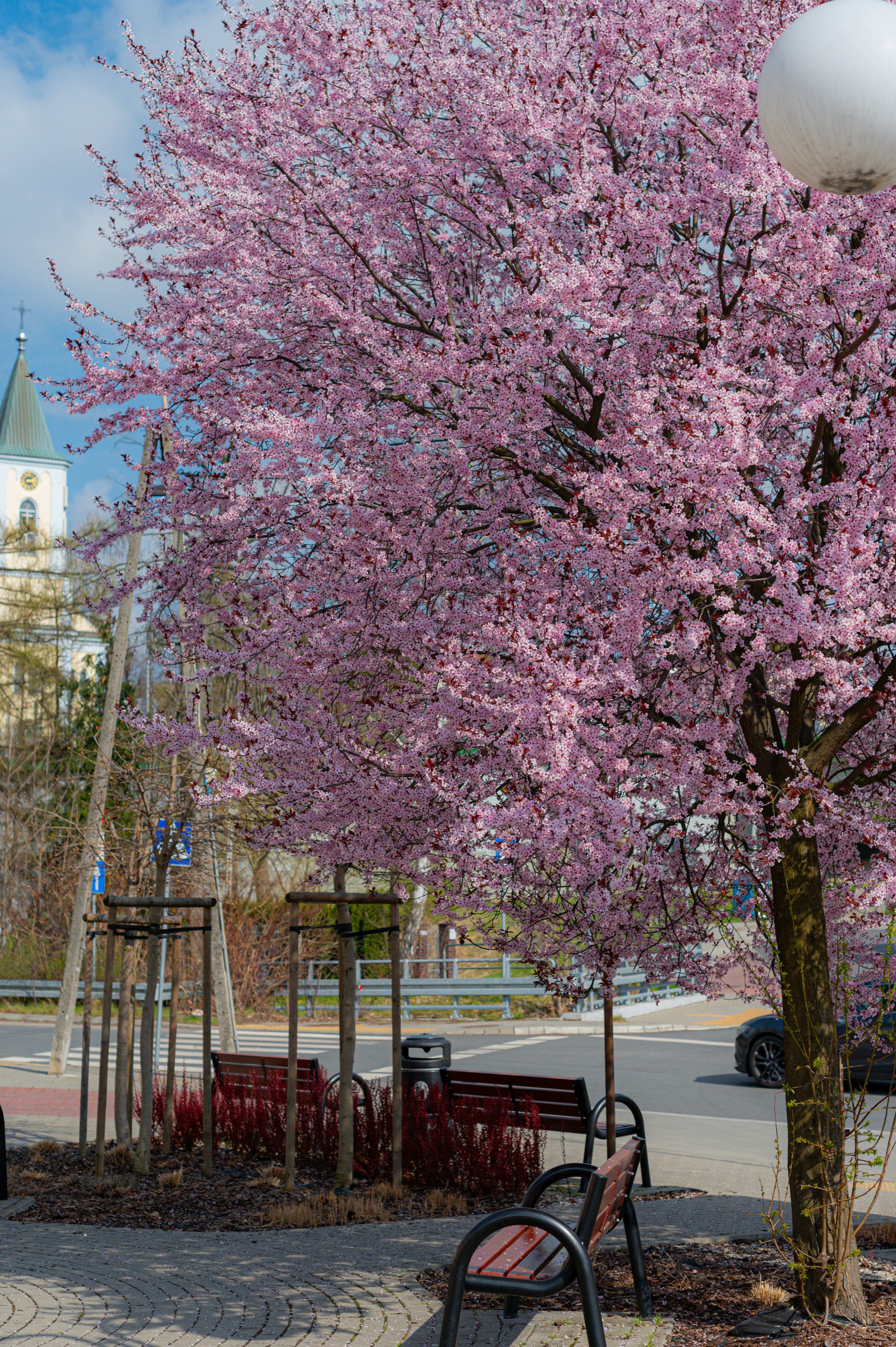 Pink Canopy Over a Quiet City Square, Framed by Benches and a Round Lamp