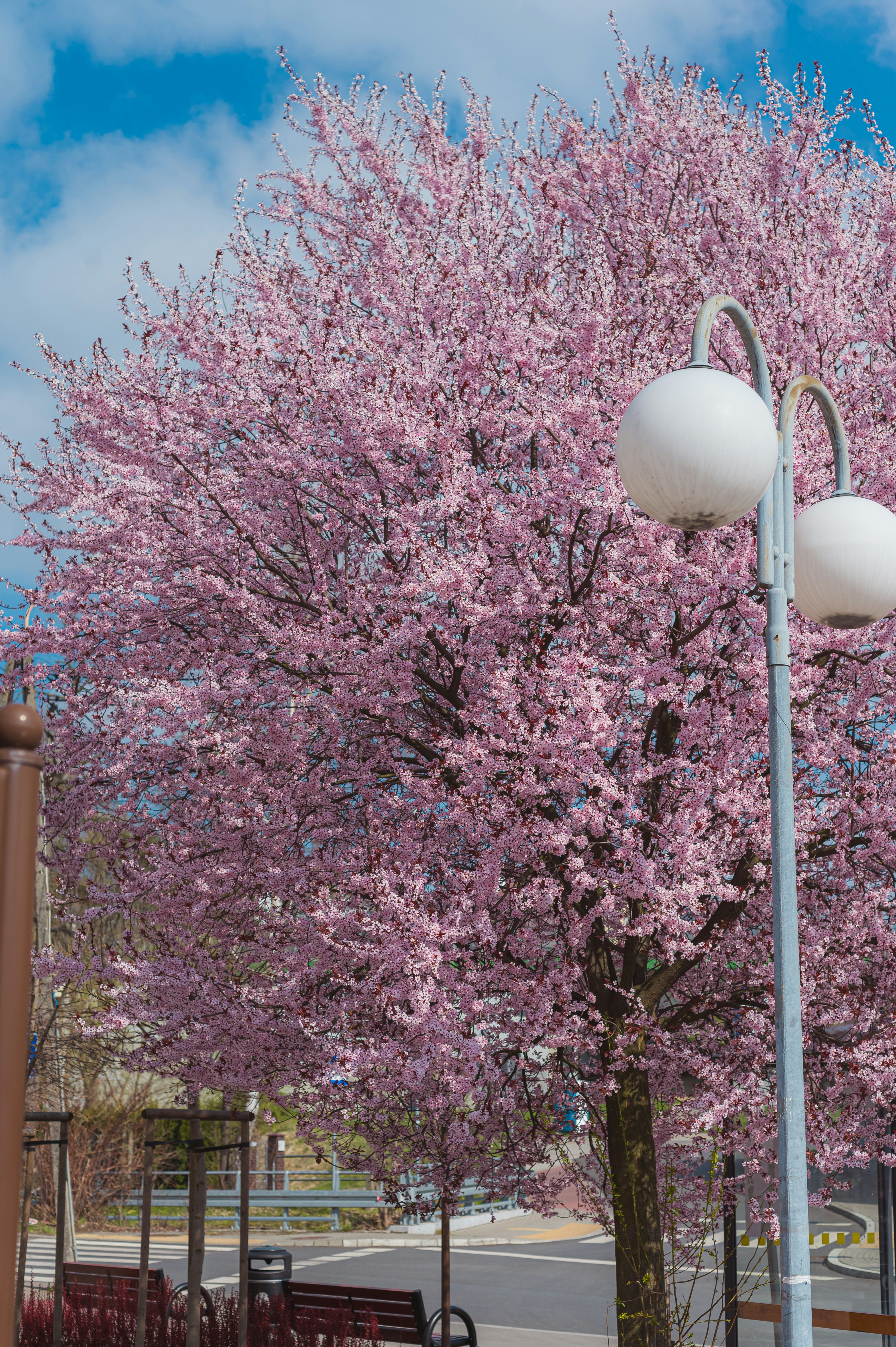 Cherry Blossom Boulevard Framed by Globe Lamps