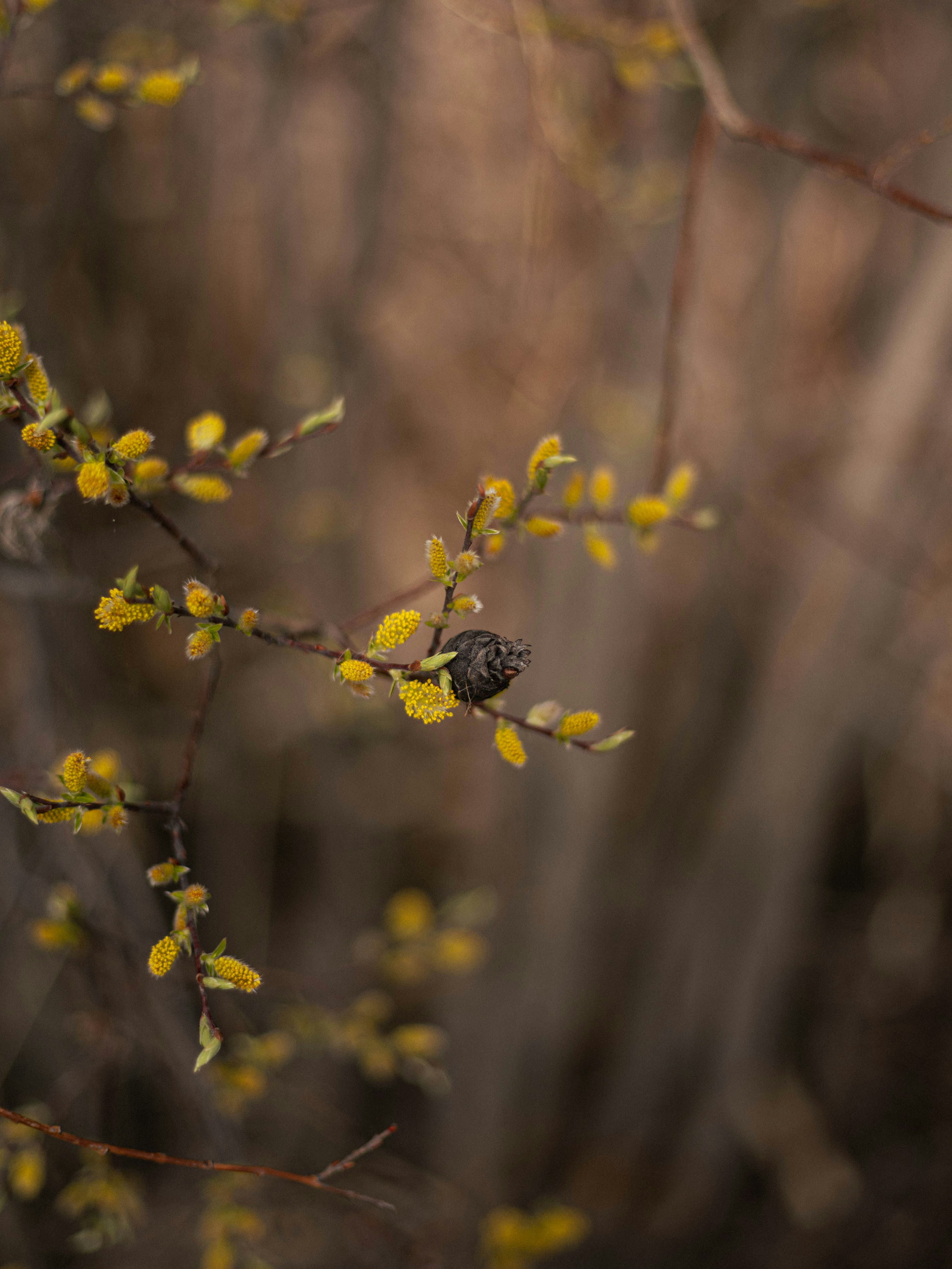 Spring Catkins on a Whispering Branch in a Soft Forest Backdrop
