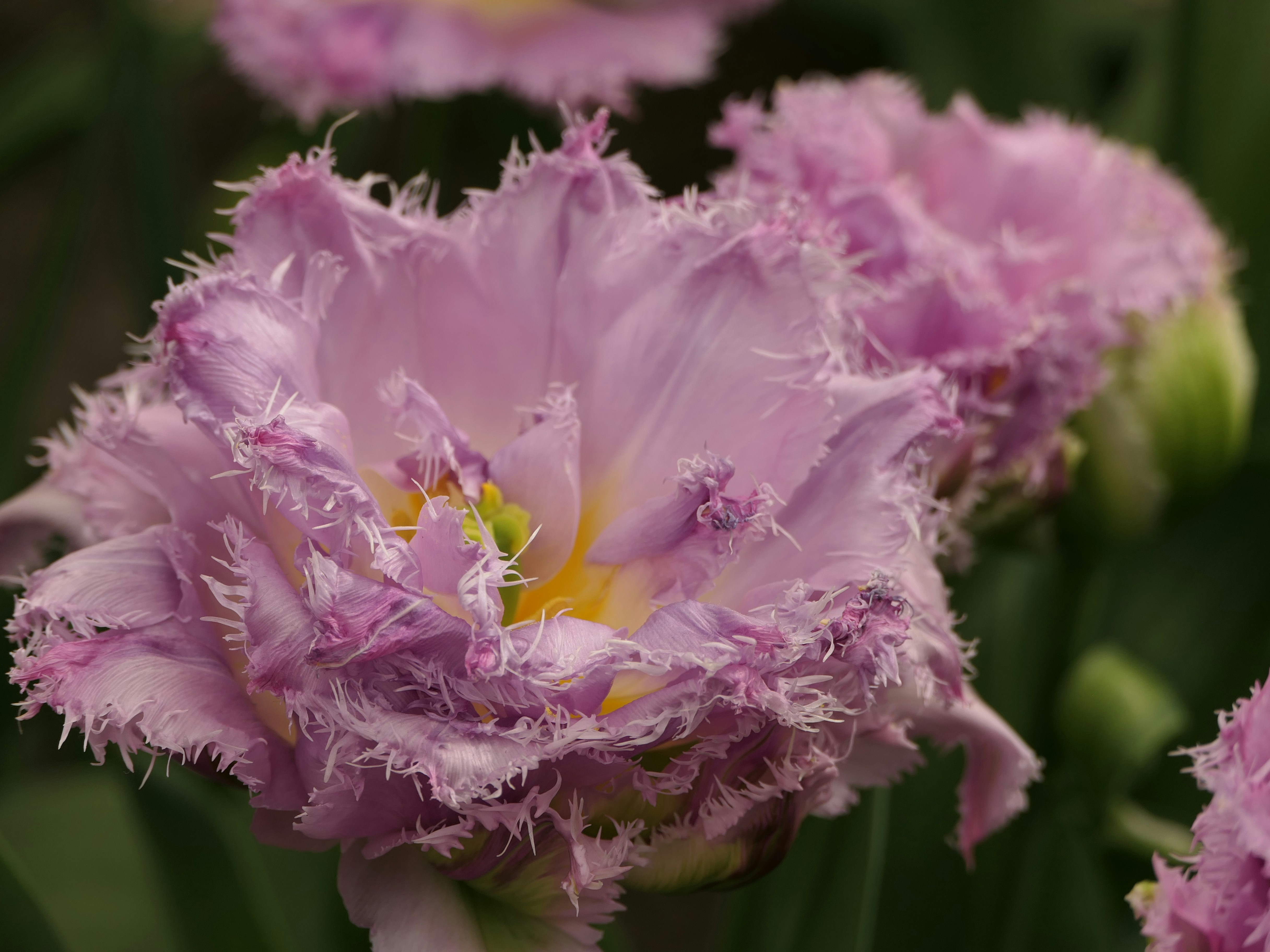 Fringed Pink Tulip Centerstage in Soft Garden Light