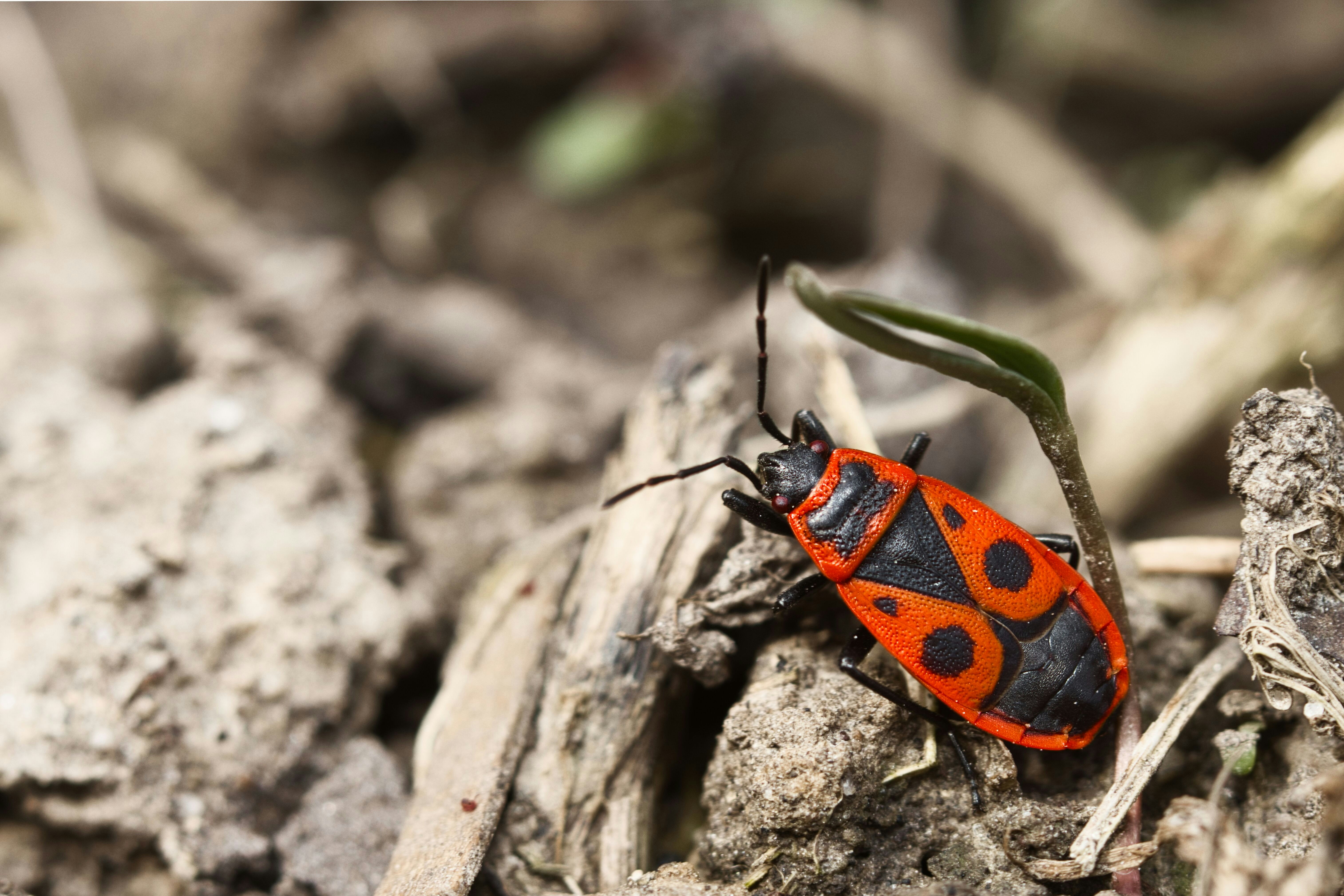 Scarlet Firebug on Weathered Bark: A Macro Study in Color and Texture