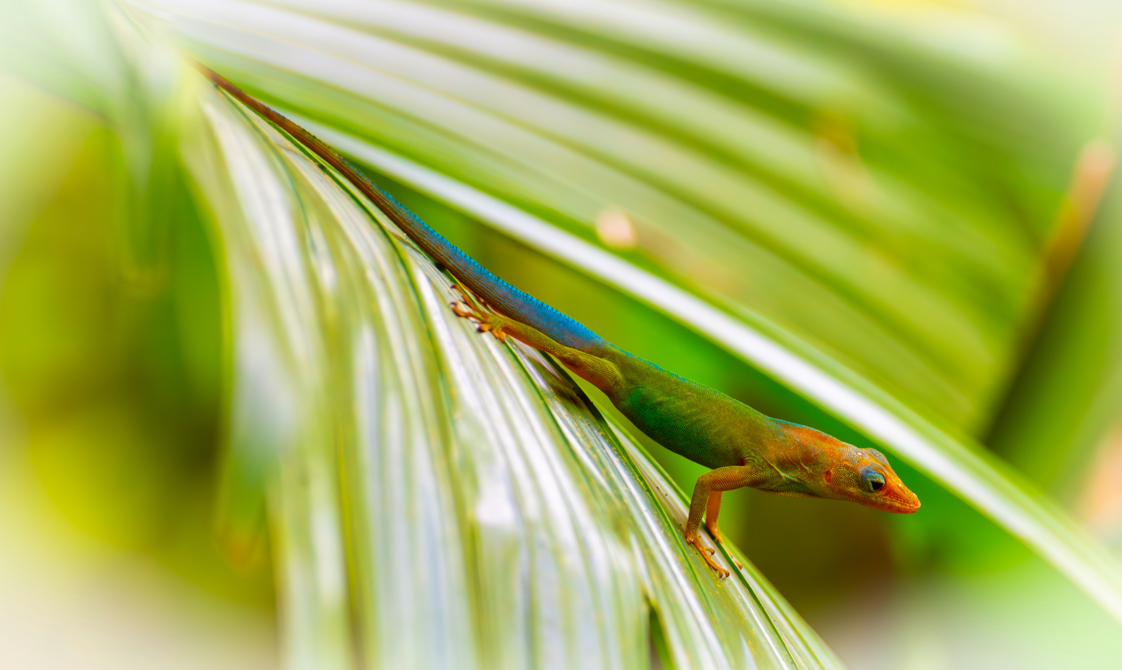 Just your average day strutting down a tropical catwalk 🍃💃 This little gecko sure knows how to work those colors — green, blue, orange... Mother Nature went full artist mode on this one! 🎨✨